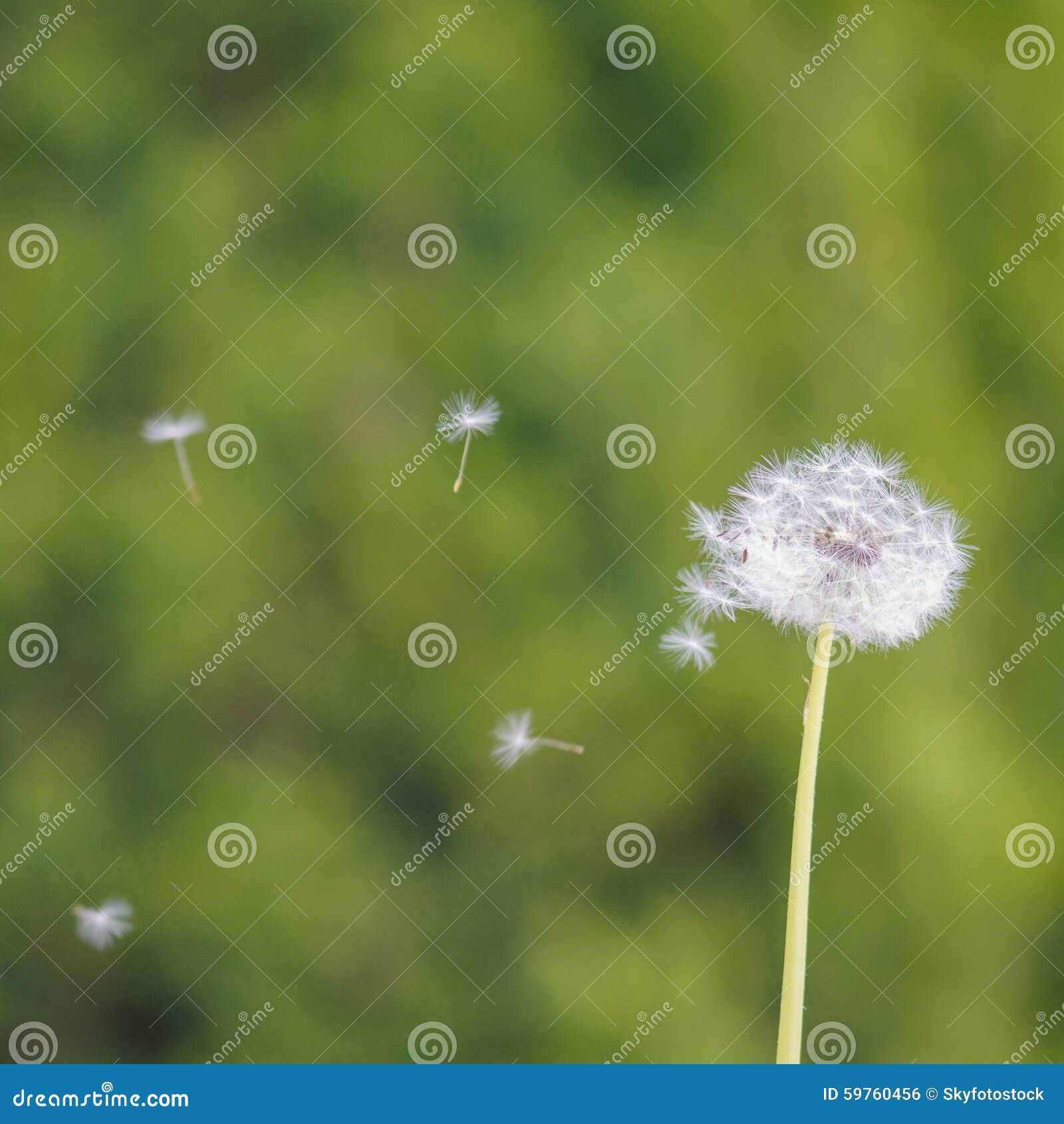 Blown dandelion stock photo. Image of flora, blossom - 59760456