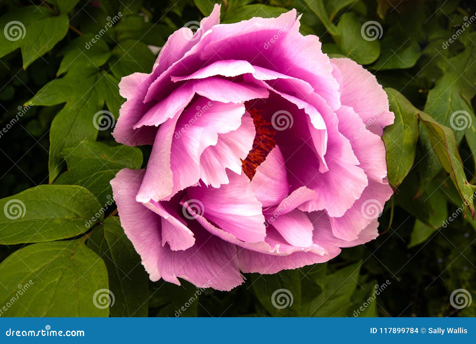 Blowsy pink peony stock photo. Image of summer, ragged - 117899784