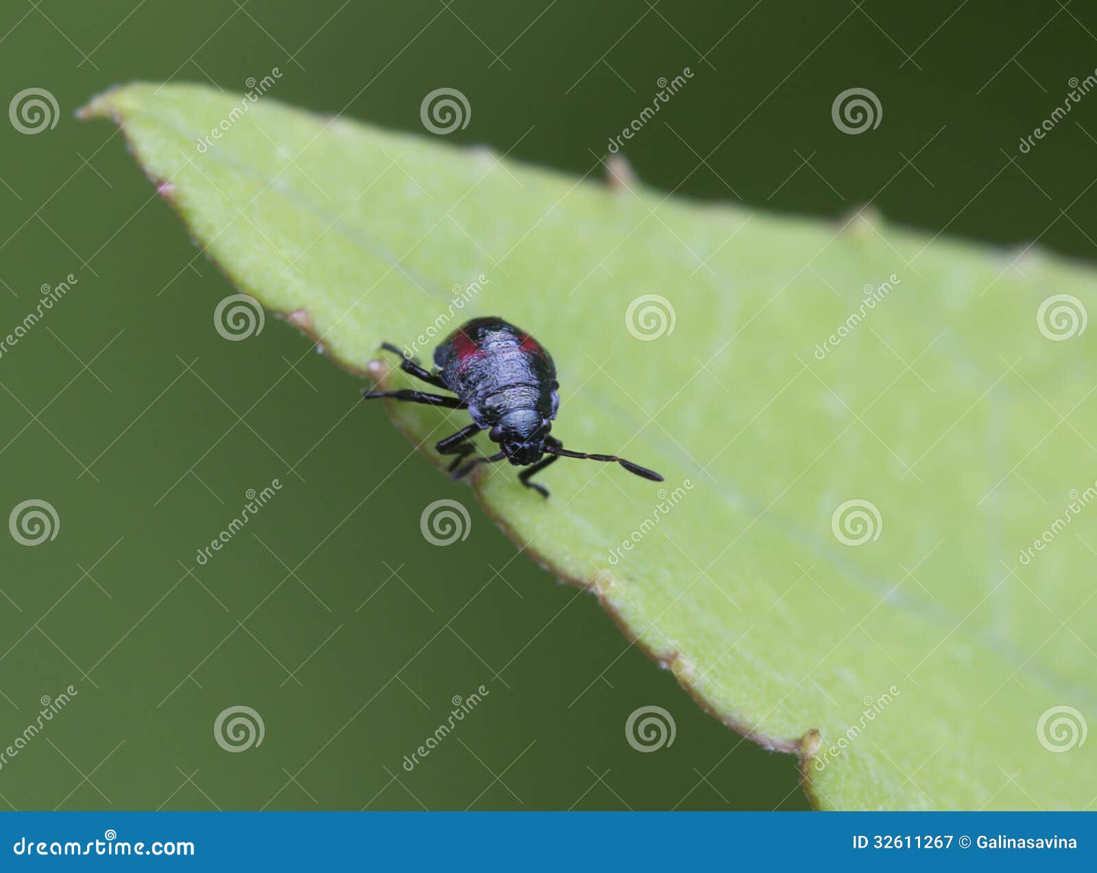 Blu L'insetto Predatore (caerulea Di Zicrona). Immagine Stock ...