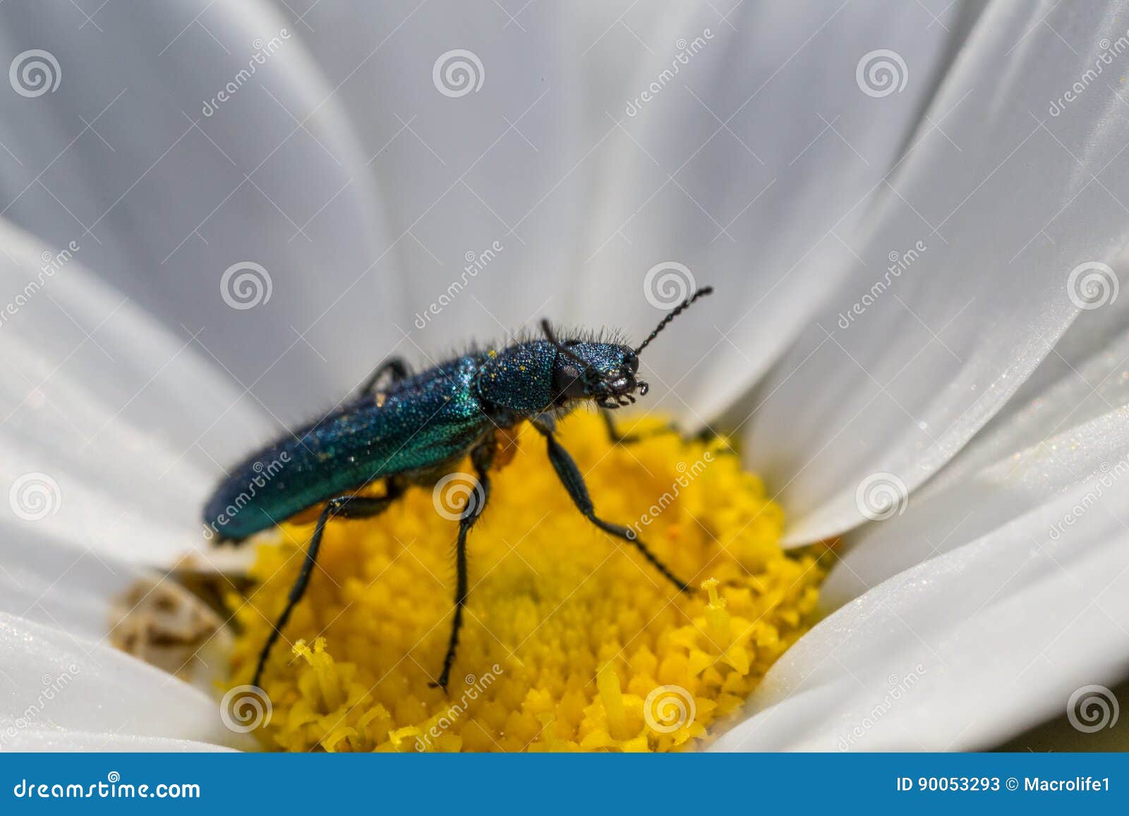 Blu metallic bug stock image. Image of details, spring - 90053293