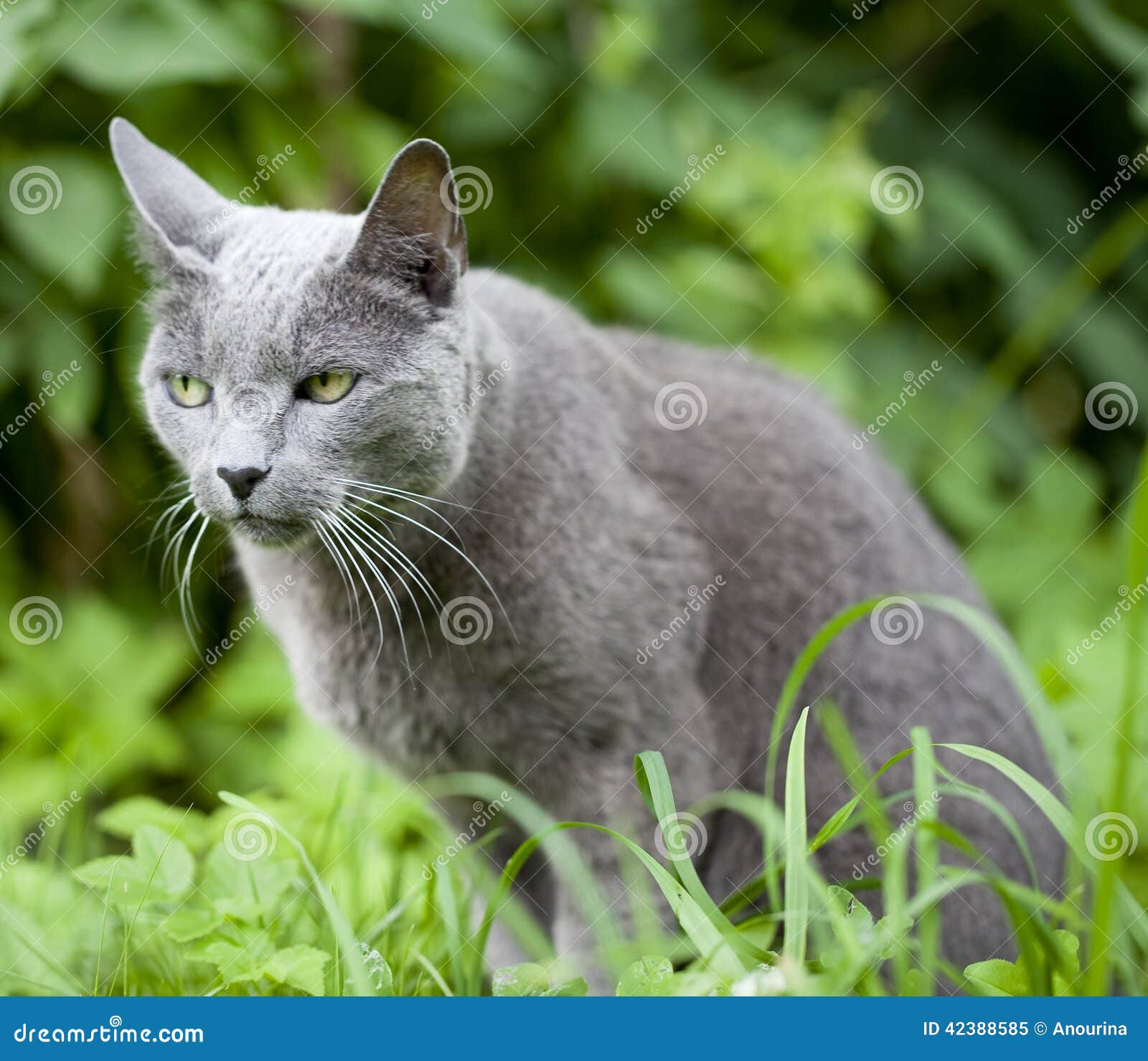 Blu Russo Della Razza Del Gatto Immagine Stock - Immagine di grassy ...