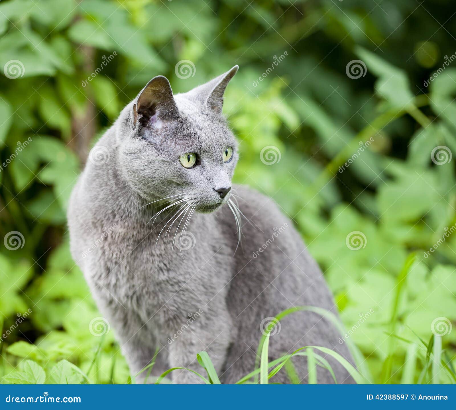 Blu Russo Della Razza Del Gatto Immagine Stock - Immagine di prato ...