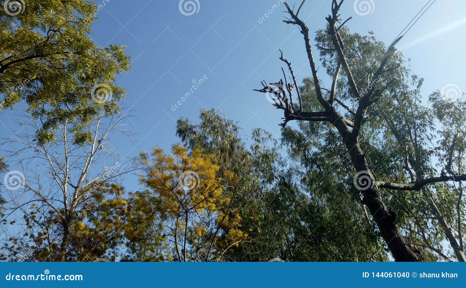 Long neem tree in India. stock photo. Image of india - 144061040