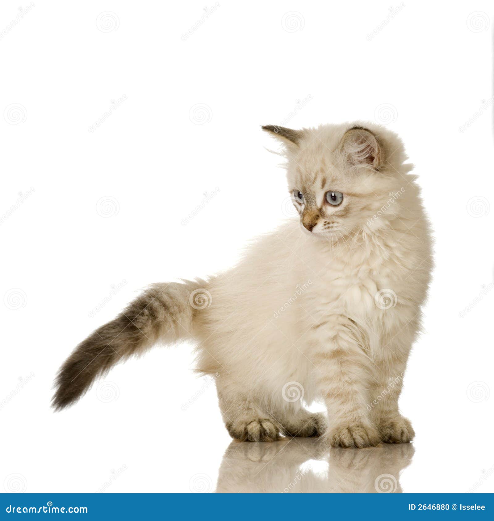 3,486 Point Tabby Stock Photos - Free & Royalty-Free Stock Photos from ...