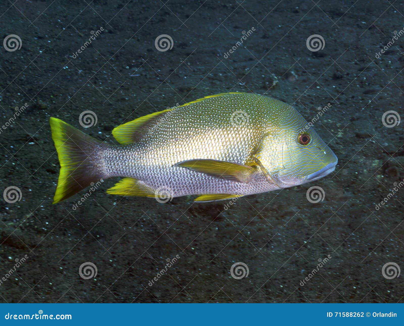 Blubberlip snapper stock photo. Image of island, vivid - 71588262