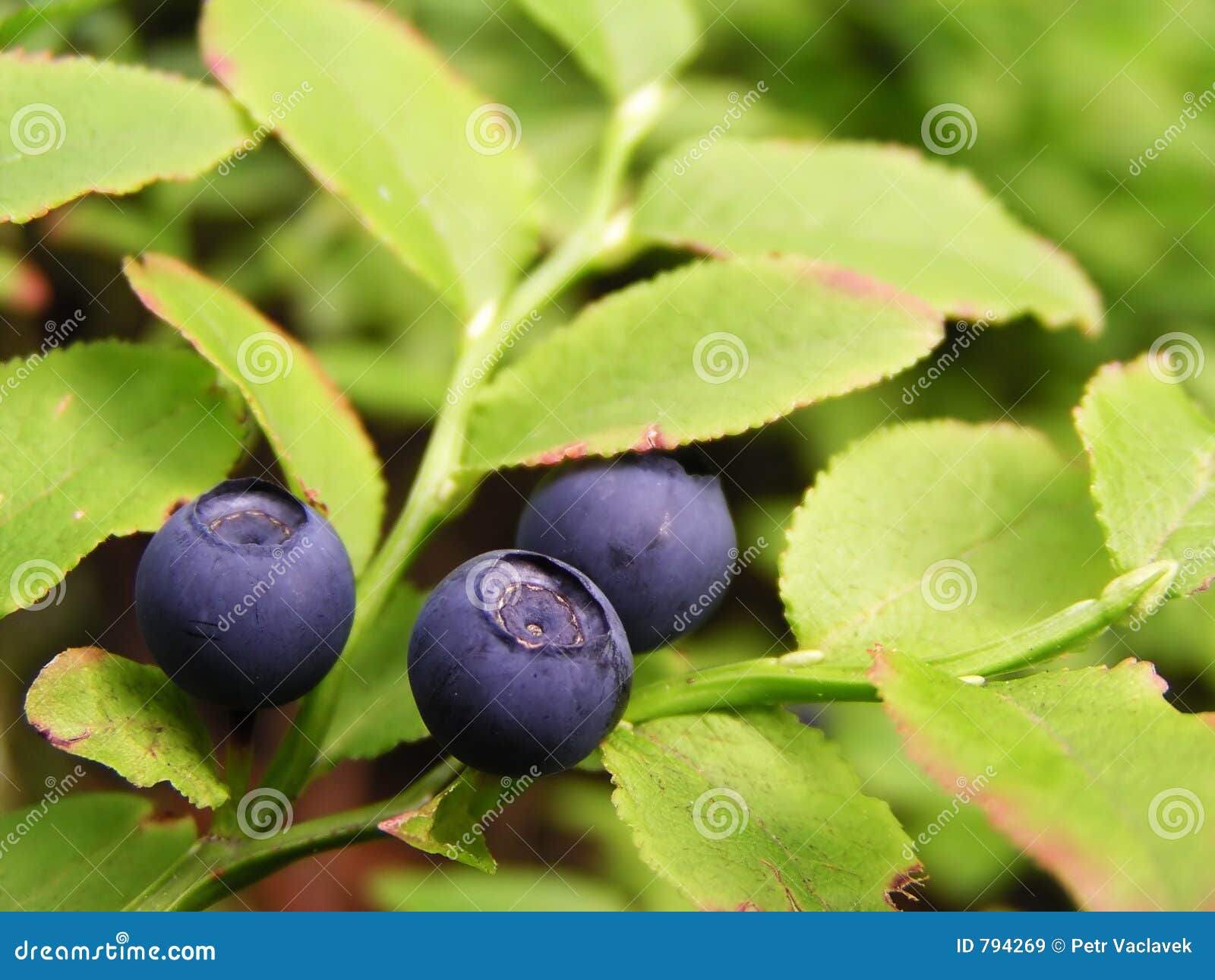 Bluberries stock image. Image of agriculture, july, nutrition - 794269