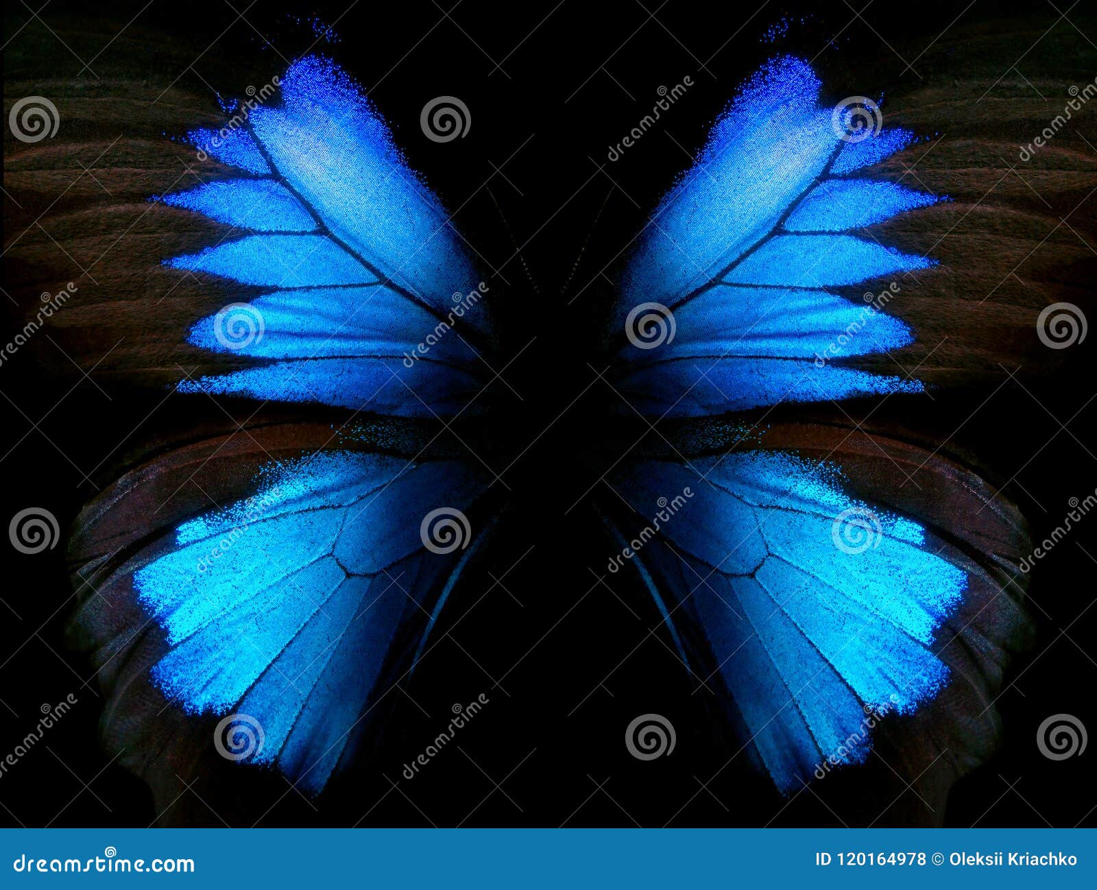 Blue Abstract Pattern. Wings Of The Butterfly Ulysses. Closeup. Wings ...