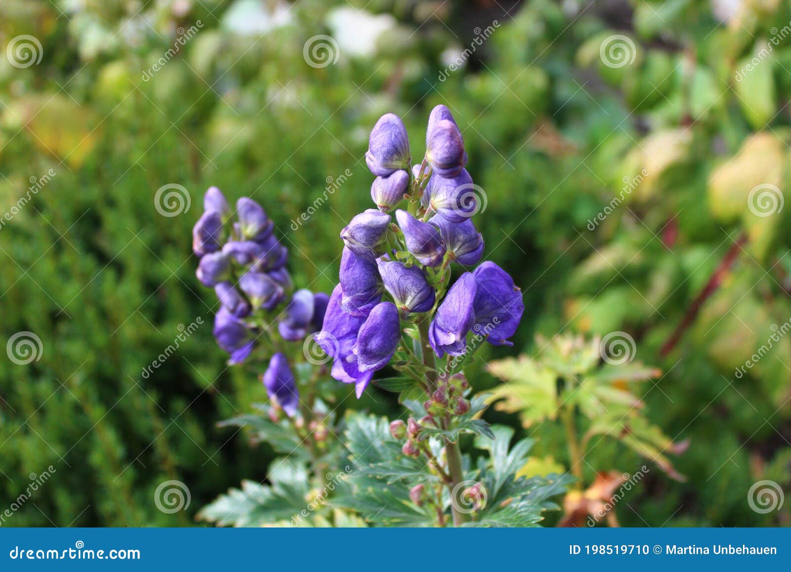 Blue aconite in the garden stock photo. Image of bloom - 198519710