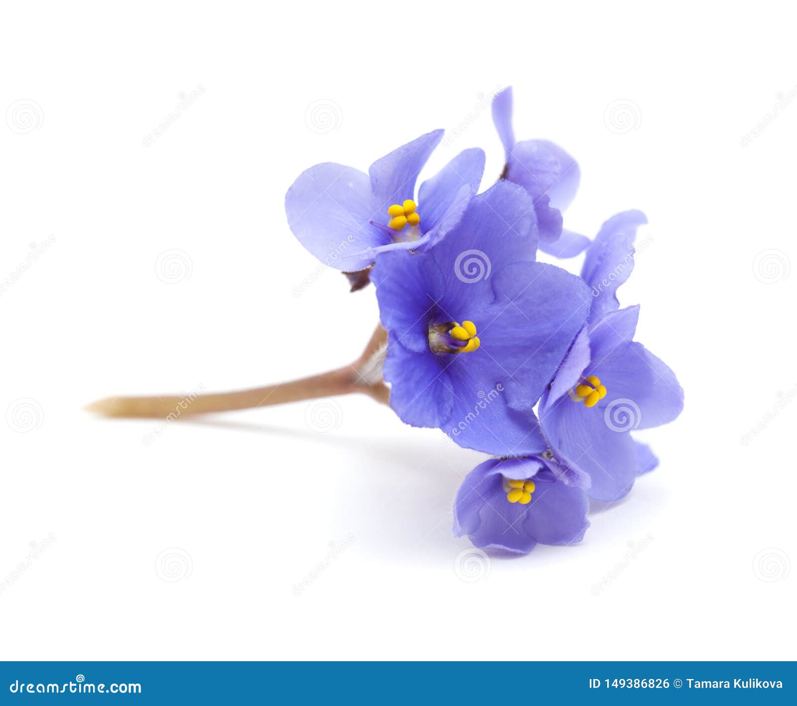 Blue African Violet on White Stock Photo - Image of haair, derived ...