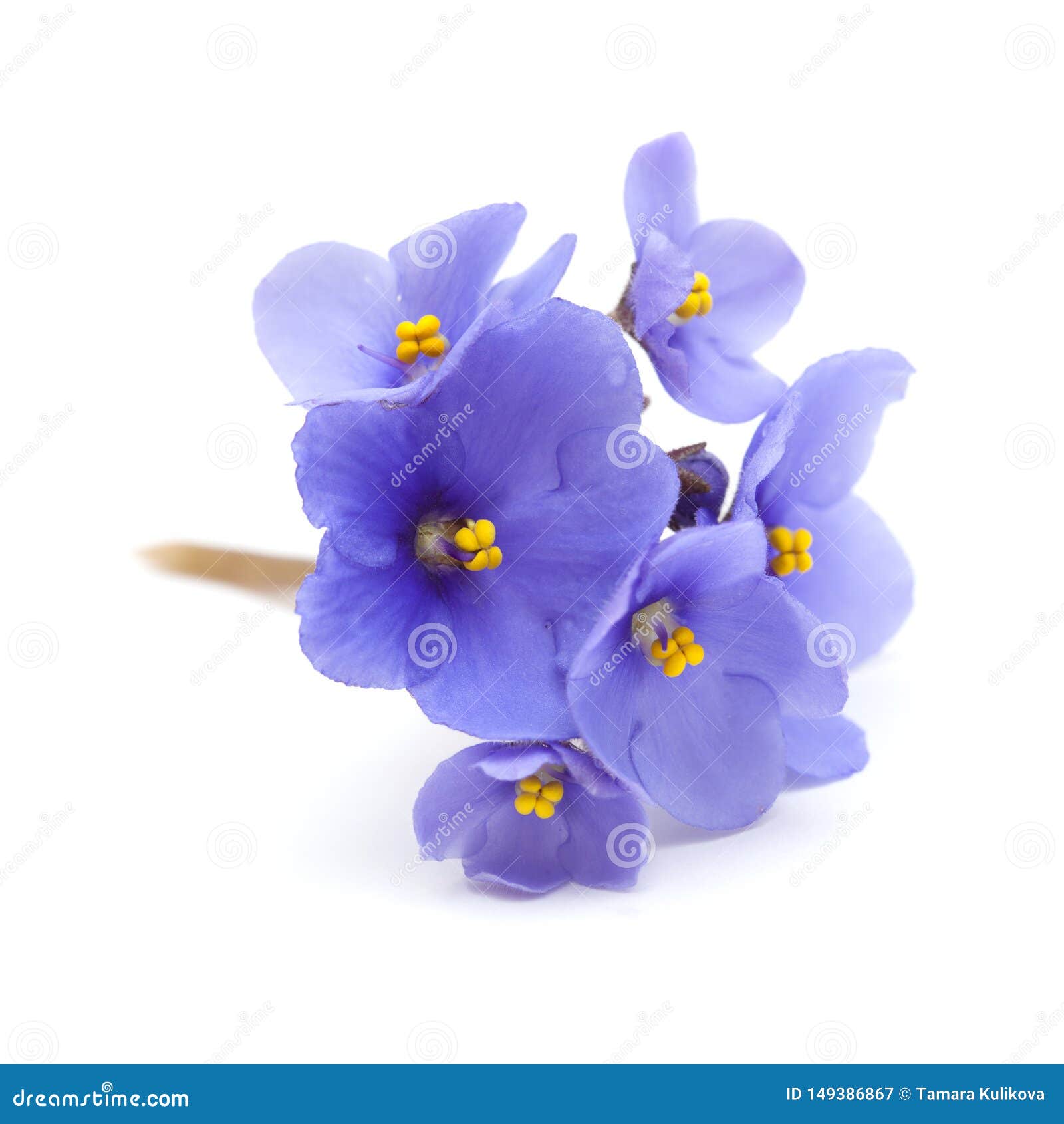 Blue African Violet on White Stock Image - Image of cultivar, blooming ...