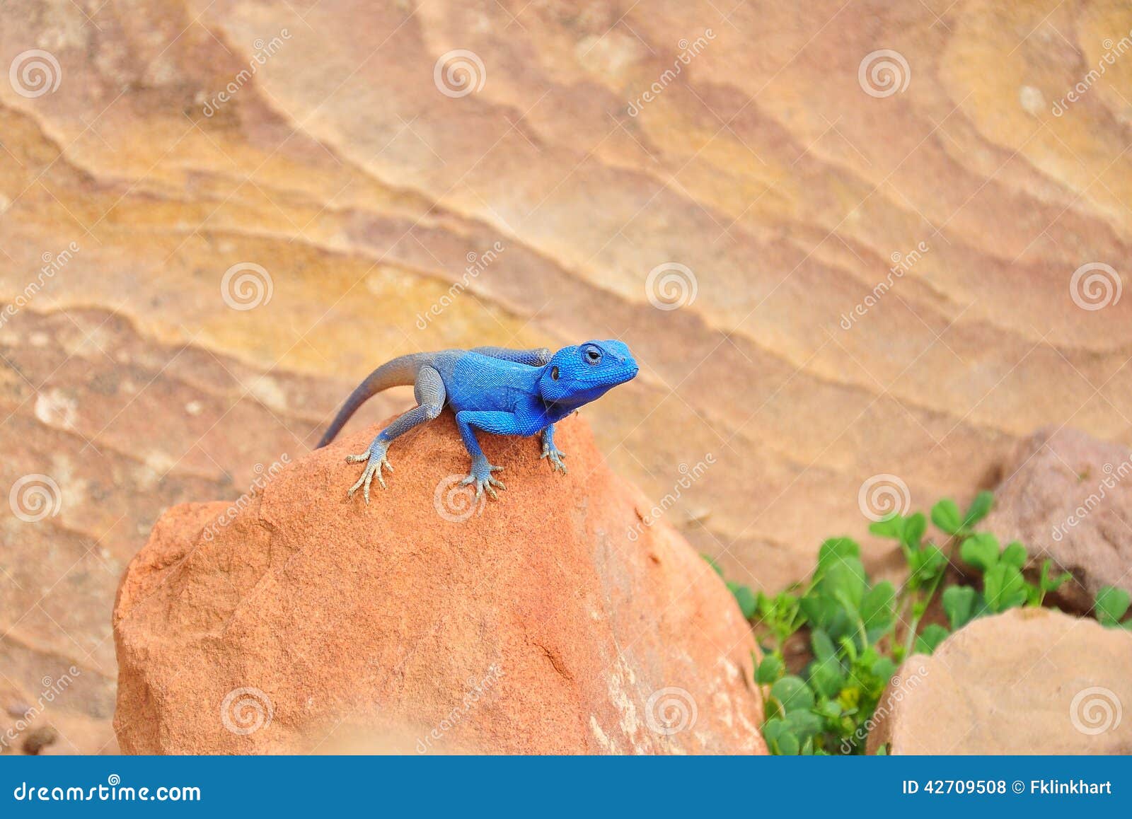 Blue Agama Lizard stock photo. Image of reptile, ecology - 42709508