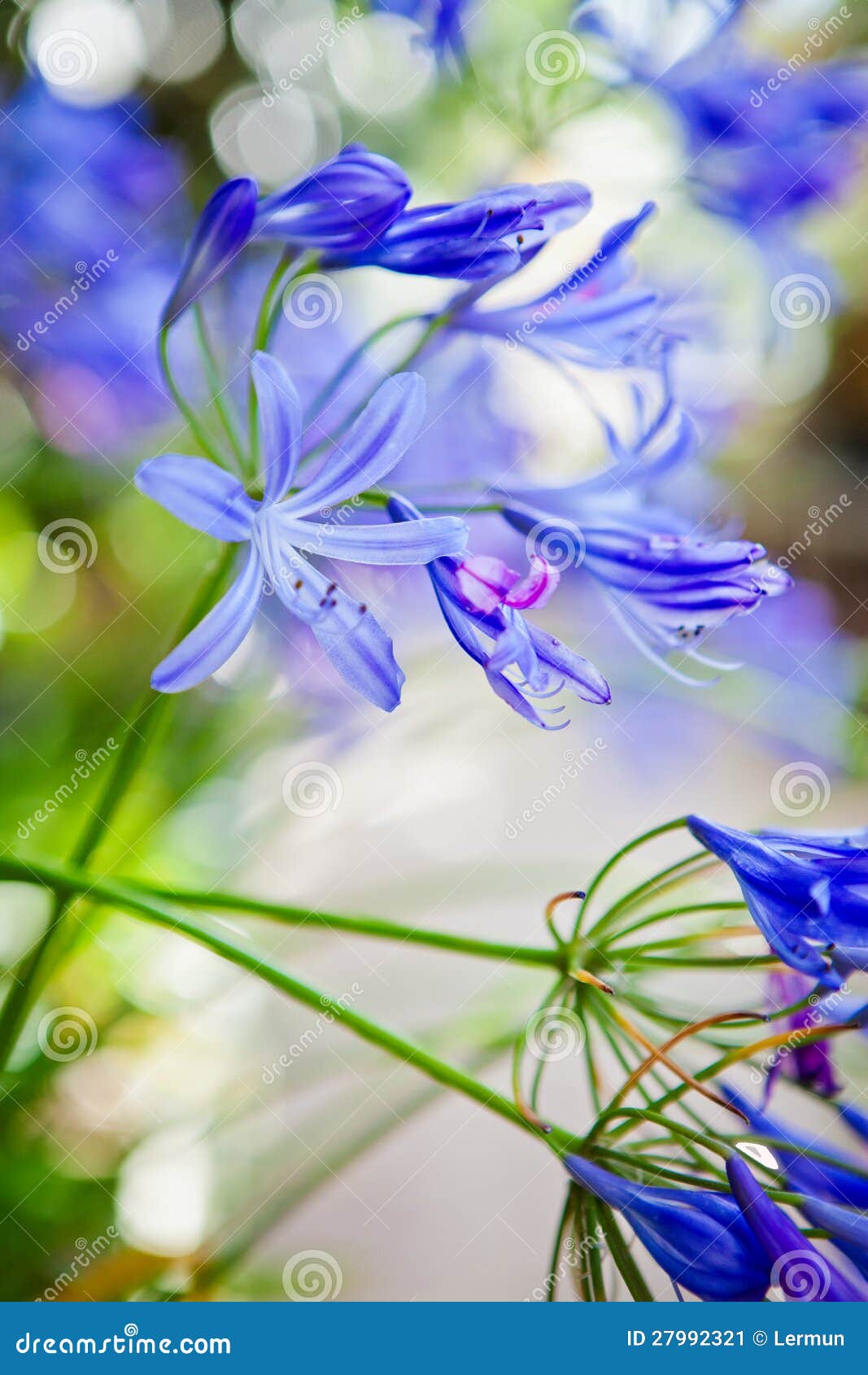 Blue Agapanthus African Lily Flower Stock Image - Image of lilies ...