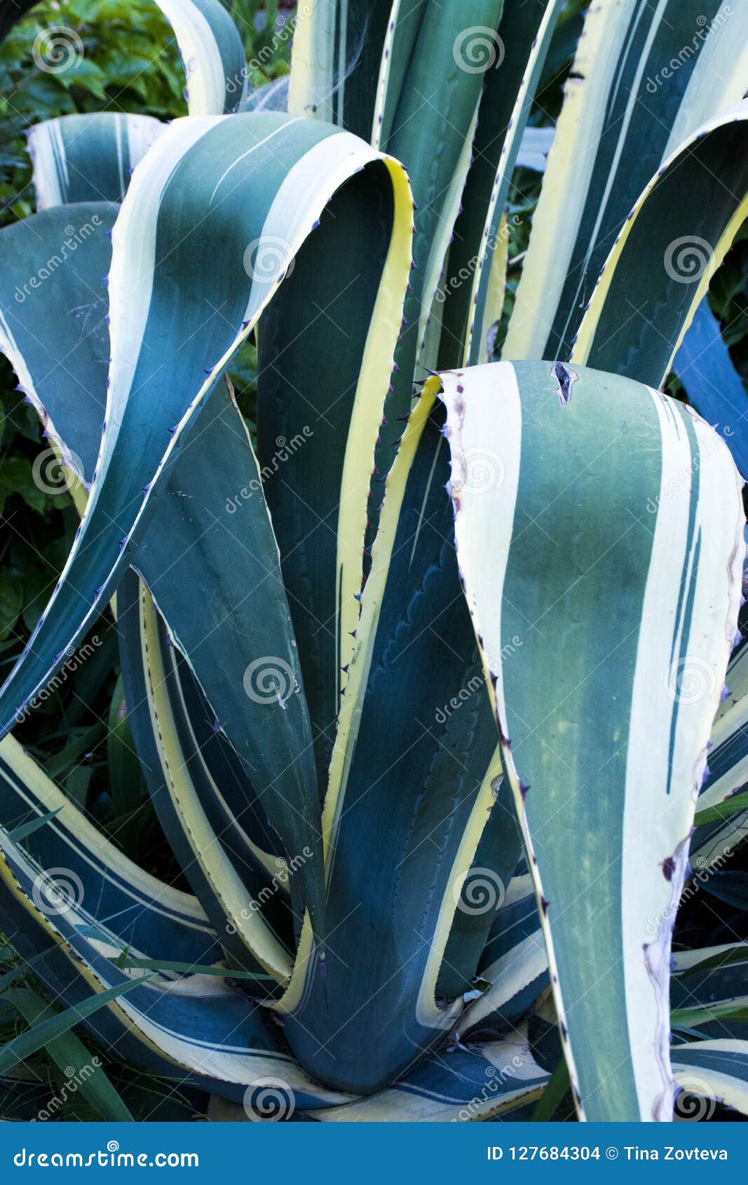 Blue agave stock photo. Image of flora, garden, aloe - 127684304