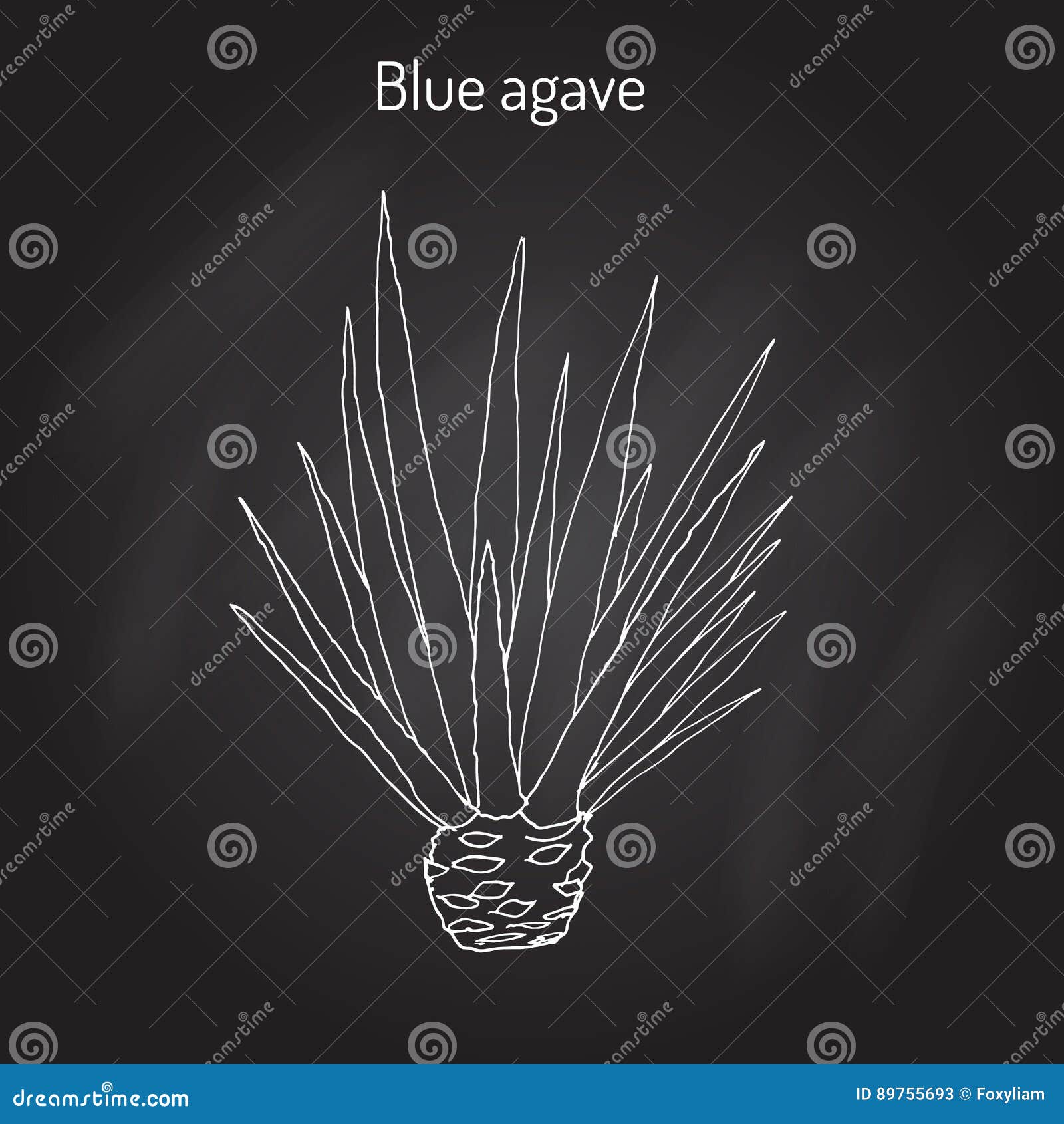 Blue Agave Agave Tequilana . Hand Drawn Stock Vector - Illustration of ...