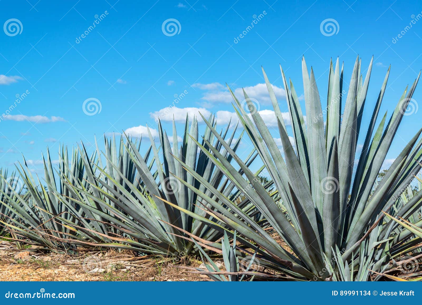 Blue Agave and Blue sky stock photo. Image of plantation - 89991134