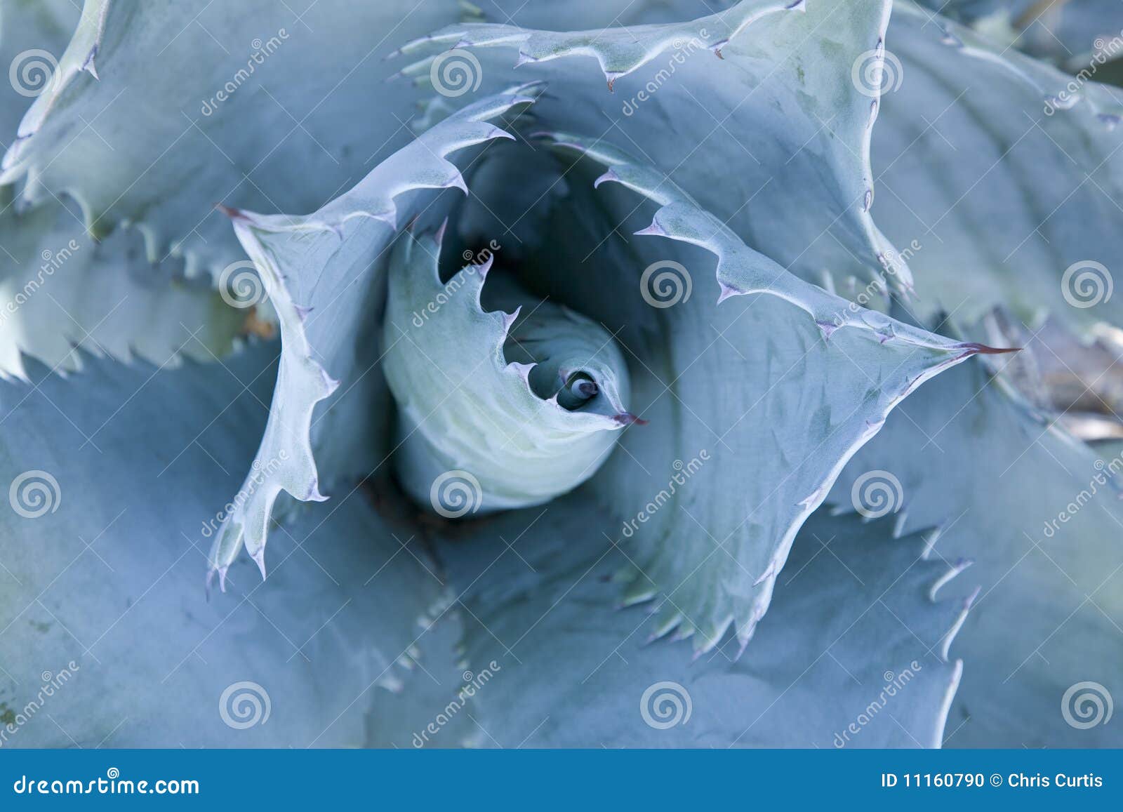 Blue Agave With Cut Off Bottom Leaves Looks Like A Giant Pineapple ...