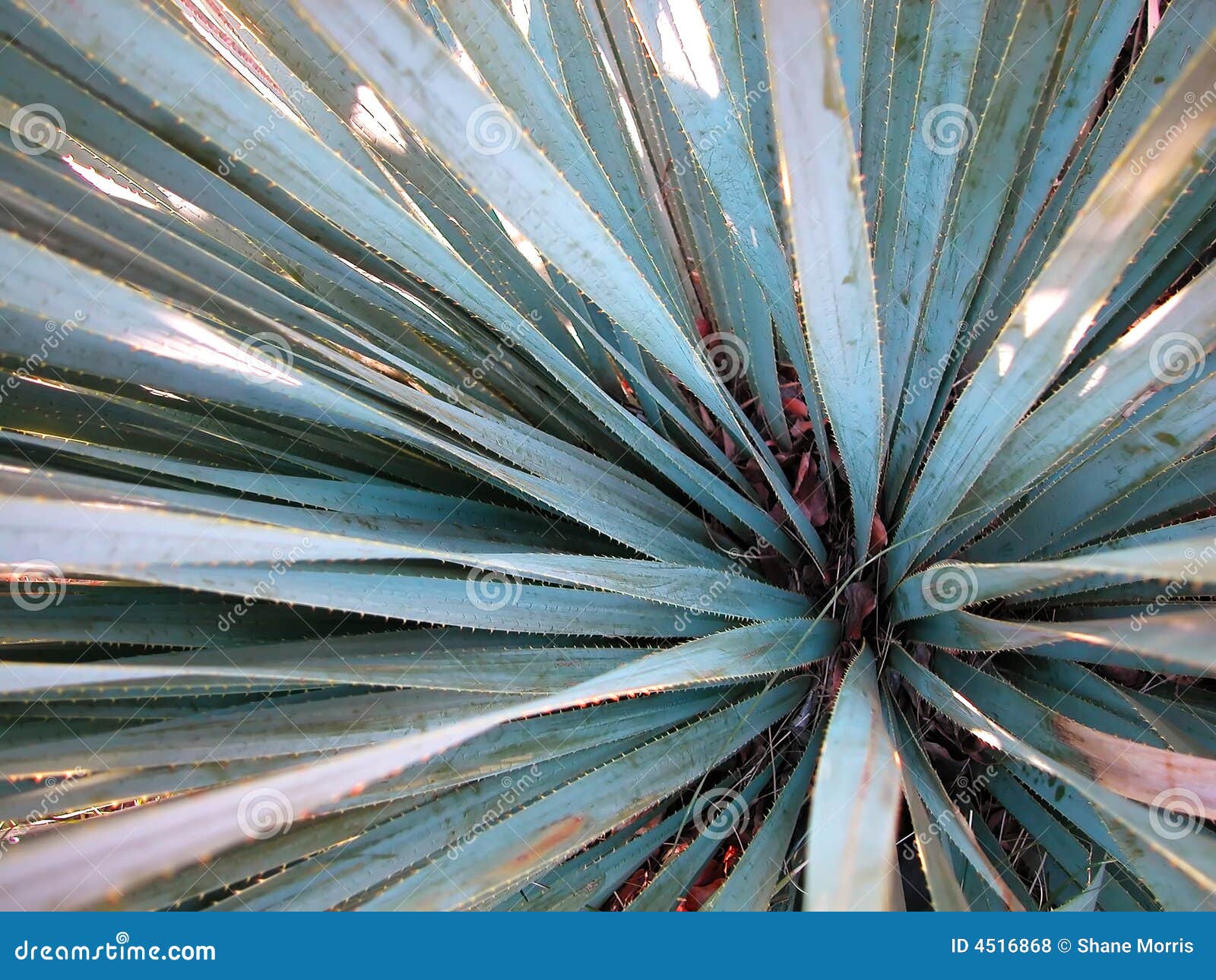 Blue Agave-Close Up stock photo. Image of turquoise, pink - 4516868
