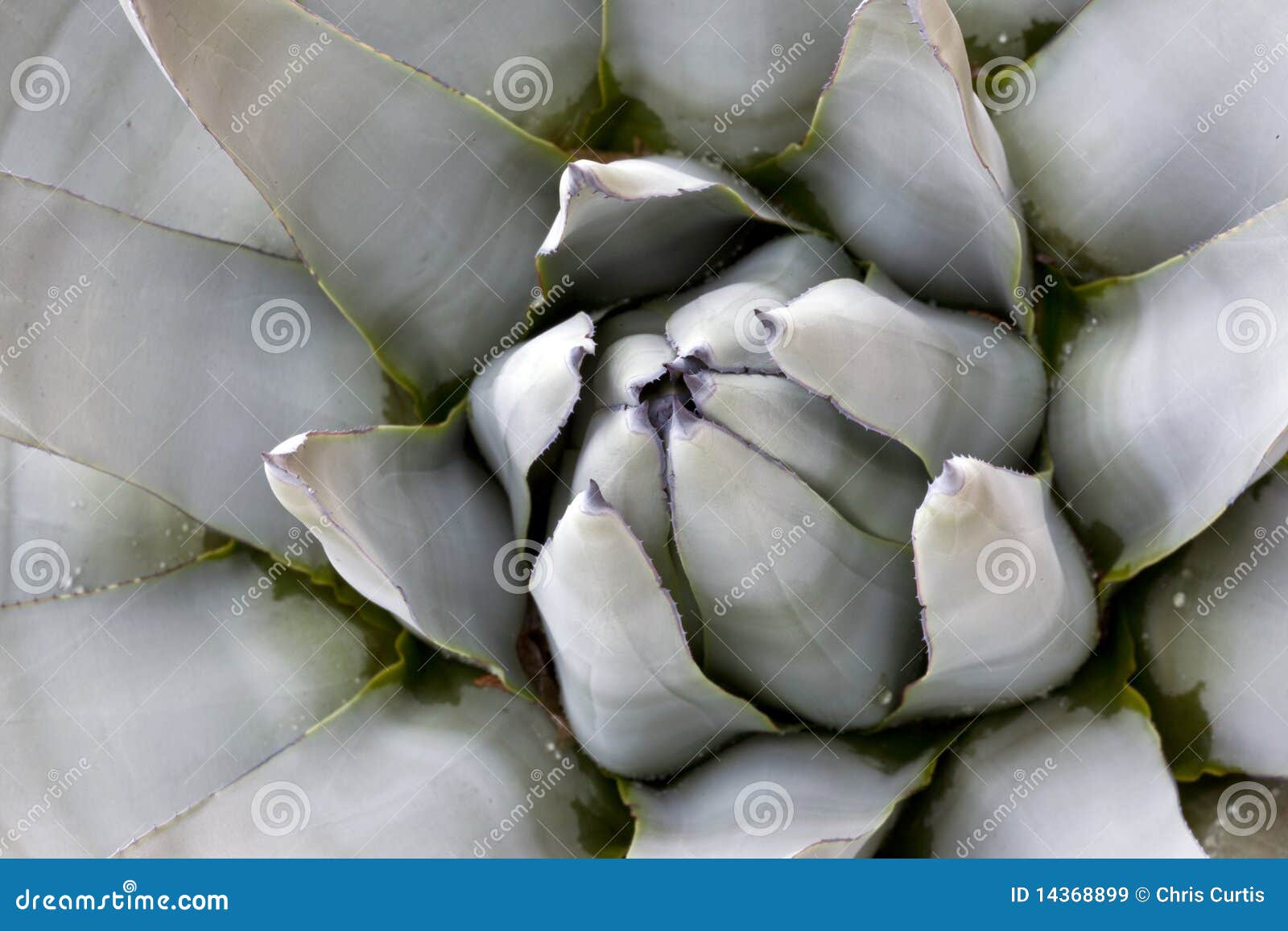 Blue Agave Pineapples Packed Into An Oven Before Cooking To Make ...
