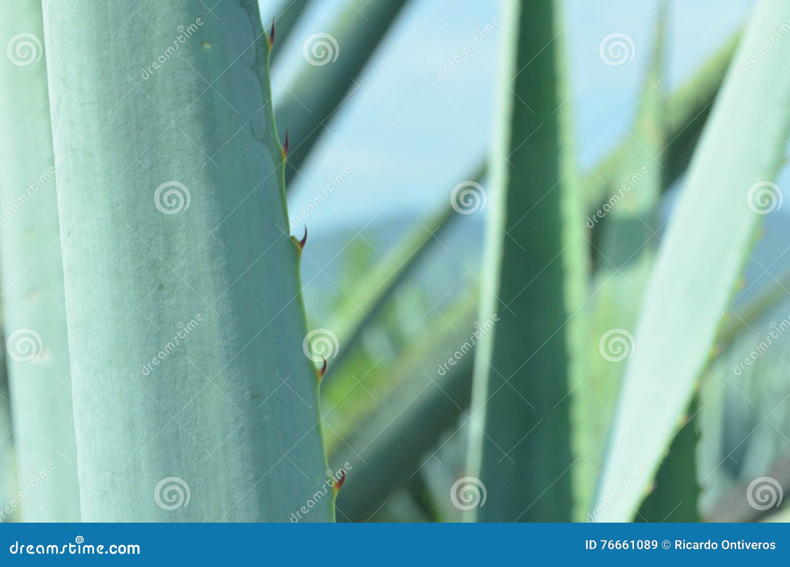 Blue Agave With Cut Off Bottom Leaves Looks Like A Giant Pineapple ...