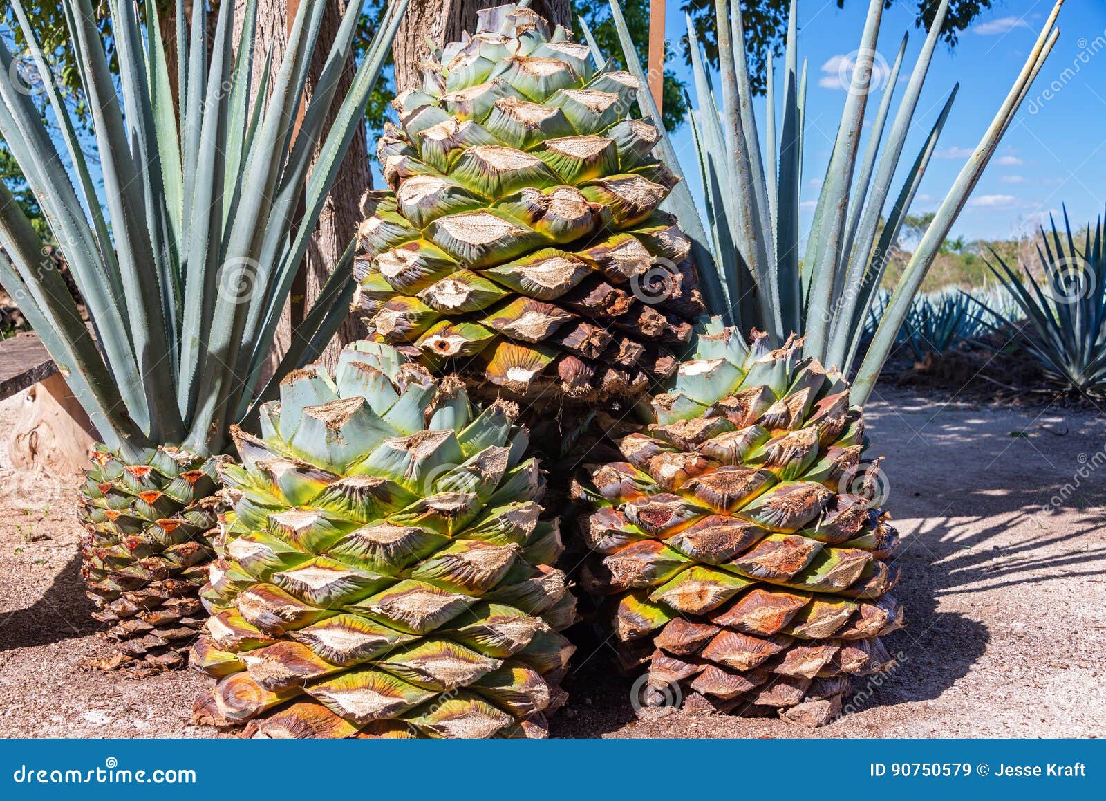 Blue Agave Pineapples stock image. Image of drink, yucatan - 90750579