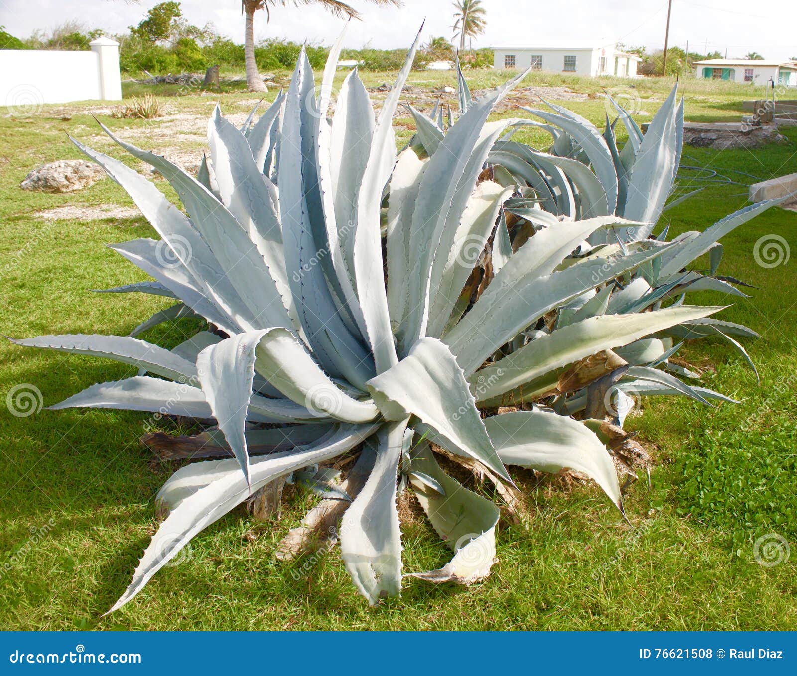 Blue Agave Plant stock photo. Image of lucy, nature, sharp - 76621508