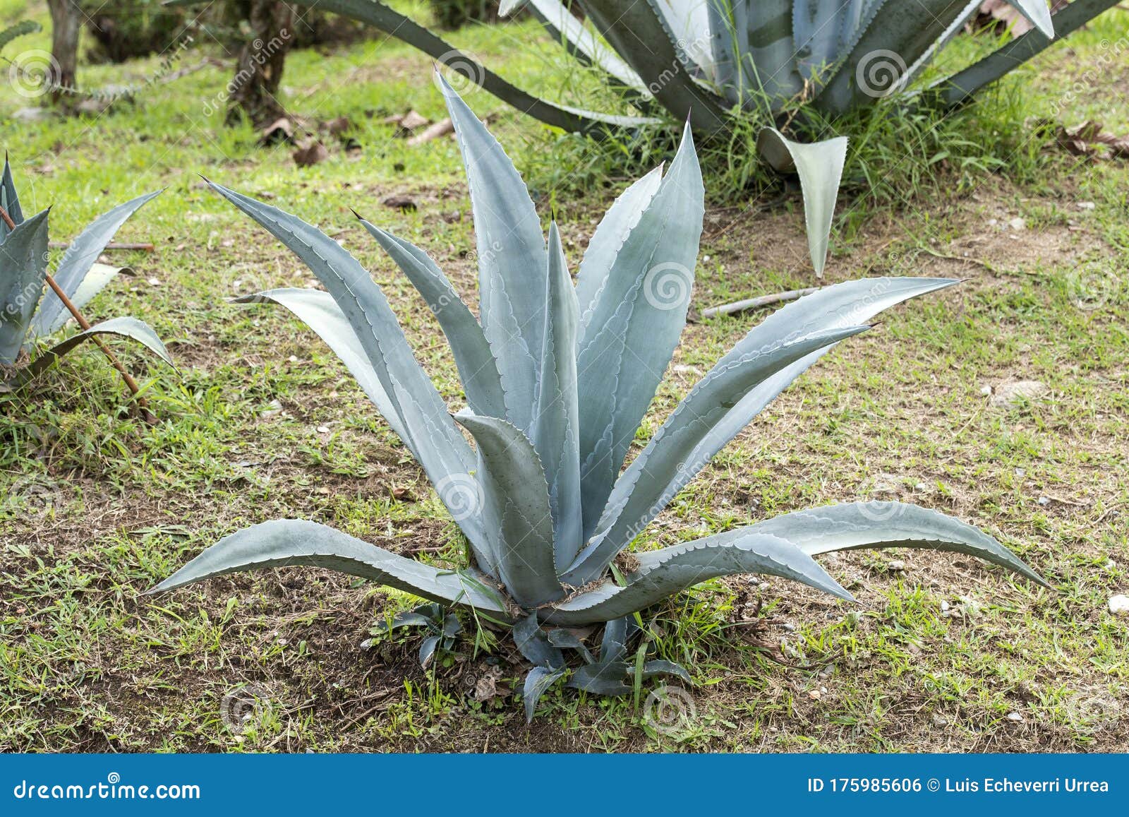 Blue Agave Plant - Agave Tequilana Stock Photo - Image of leaves ...
