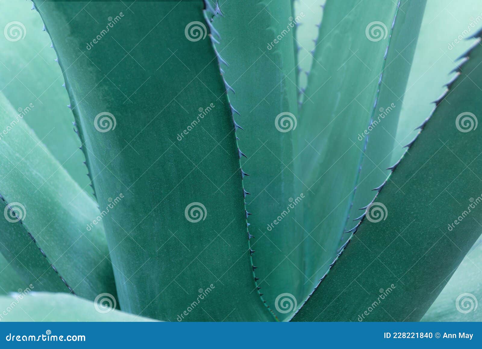 Blue Agave Shot Close Up for Background Stock Photo - Image of plant ...