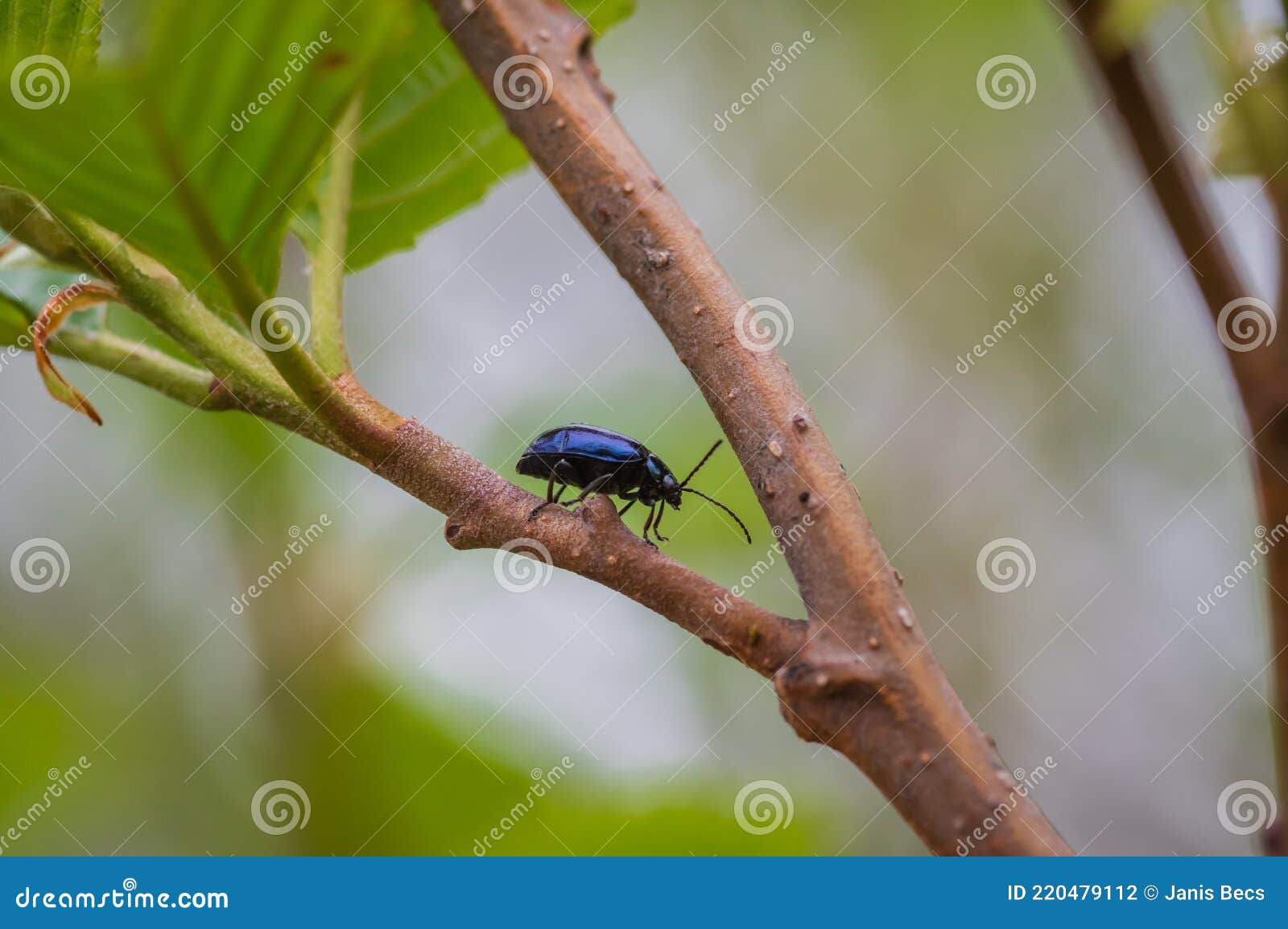 Blue Alder Leaf Beetle on Branch of Alder Tree Stock Photo - Image of ...