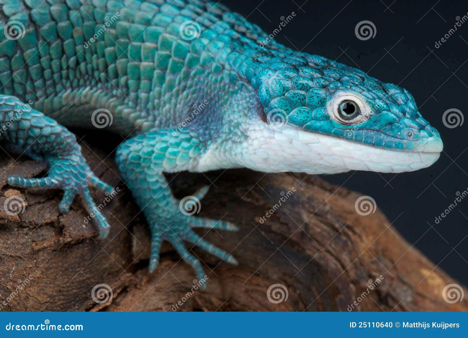 Blue alligator lizard stock photo. Image of shiny, color - 25110640