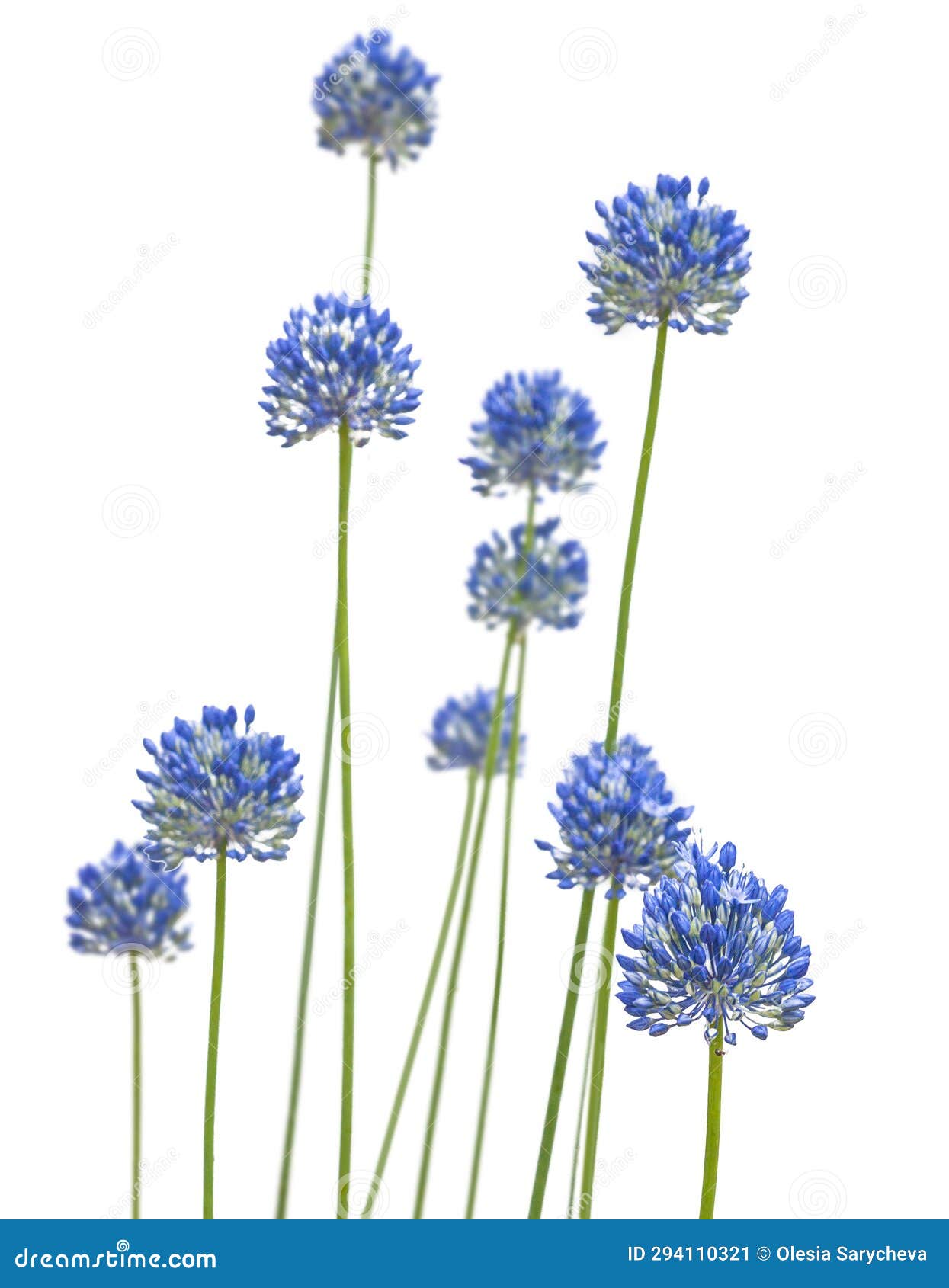 Blue Allium Caeruleum (Blue Globe Onion) Inflorescence on a White ...