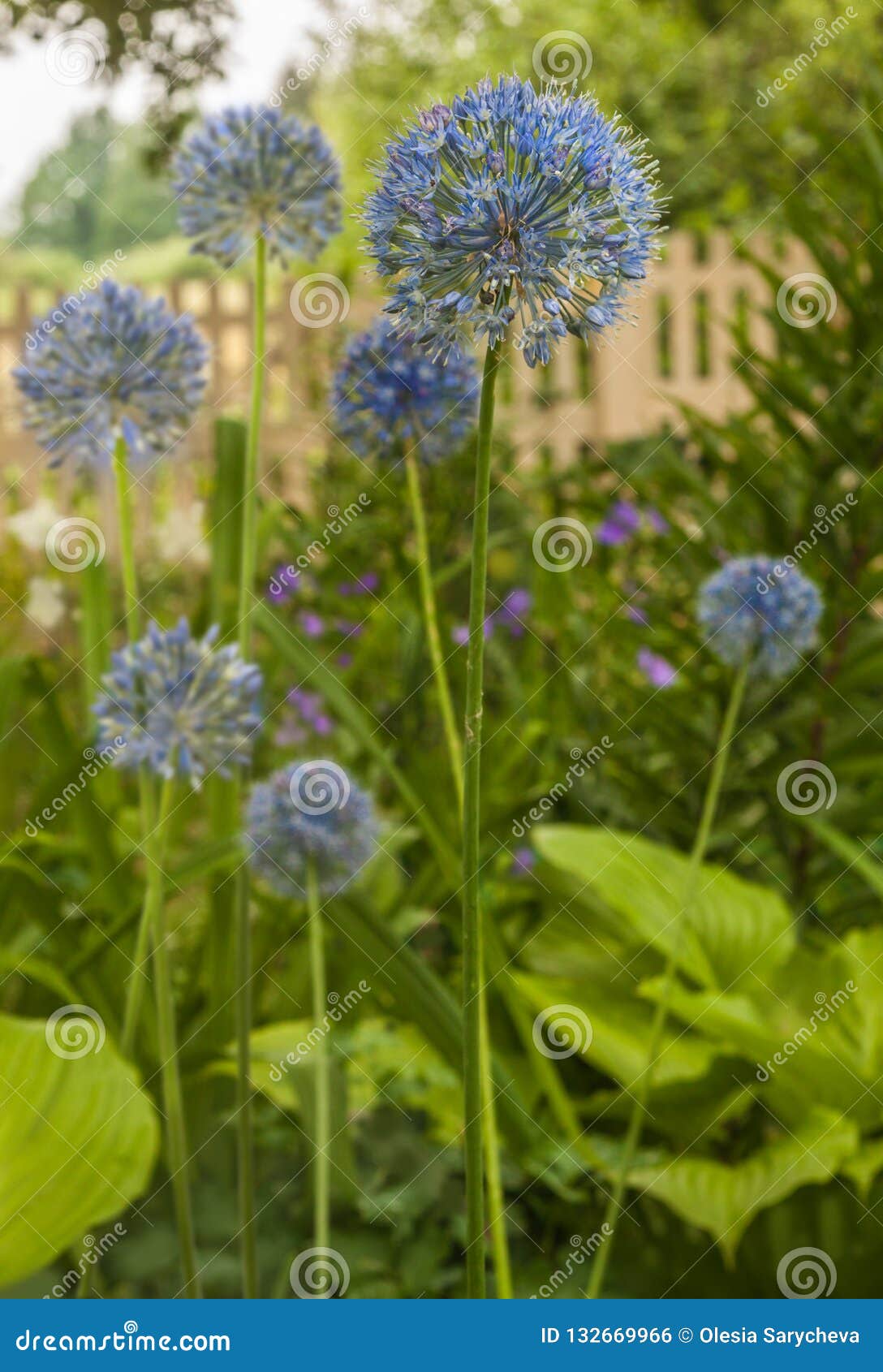 Blue Allium Caesium in the Garden Stock Photo - Image of focus, beauty ...