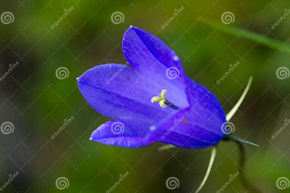 Blue alpine flower stock photo. Image of beauty, pistil - 87648358