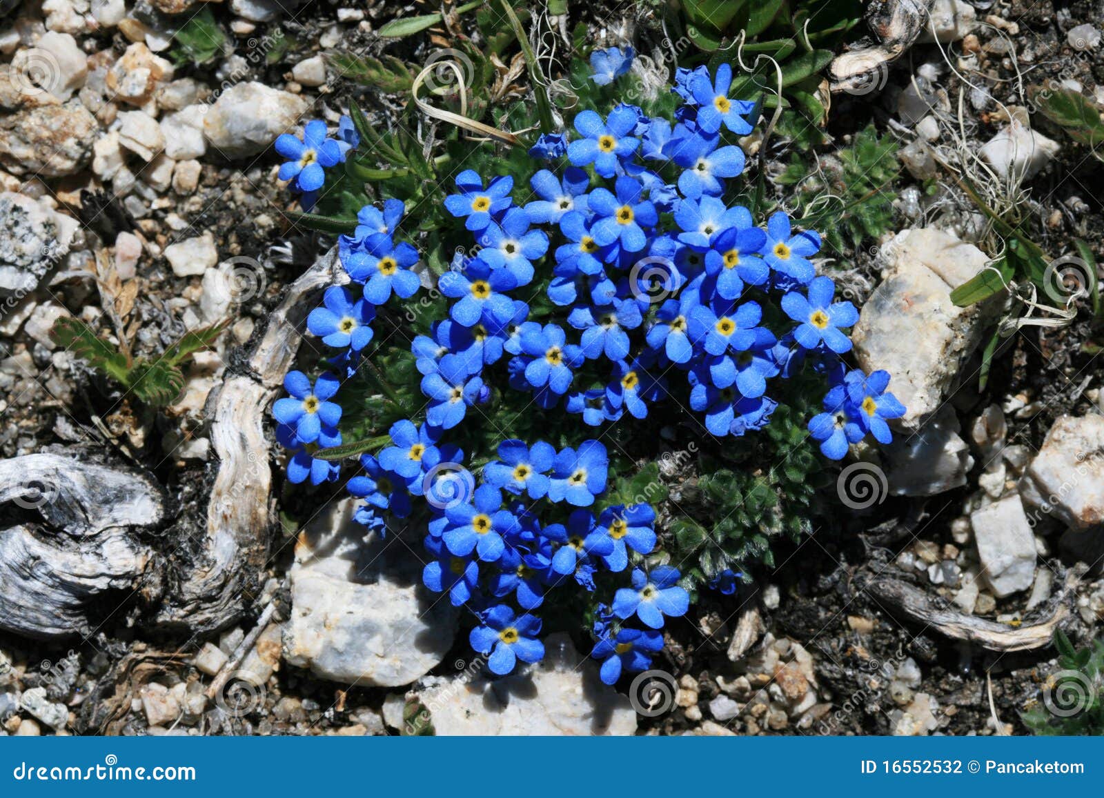 Blue Alpine Glacial Water In British Columbia`s Yoho National Park ...