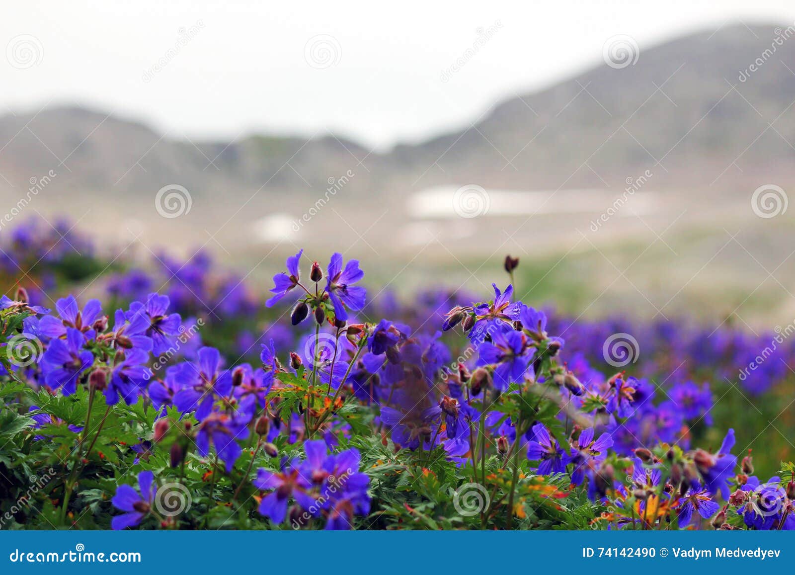 Blue alpine flowers stock photo. Image of arkhyz, haze - 74142490