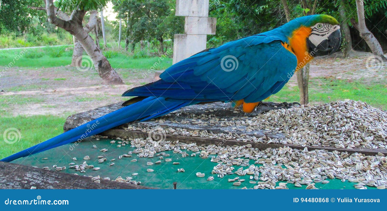 Blue amazonian parrot stock photo. Image of feather, birds - 94480868