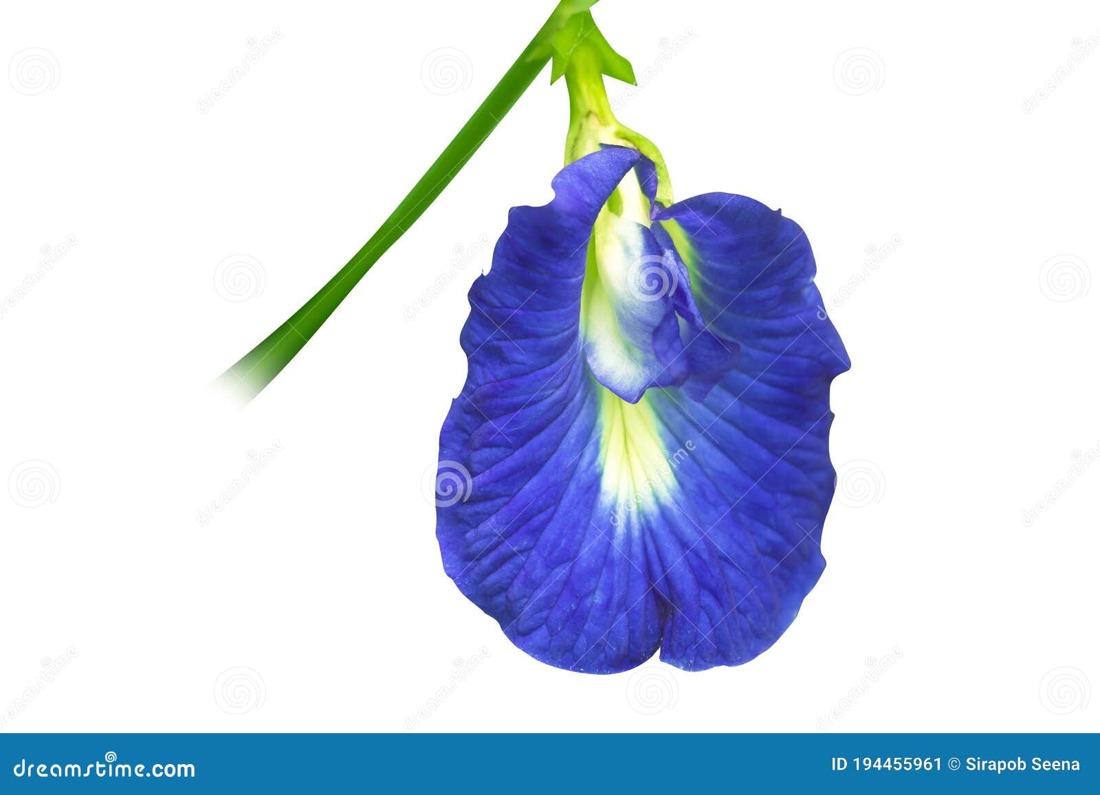 Blue Anchan flower stock image. Image of leaves, coloring - 194455961