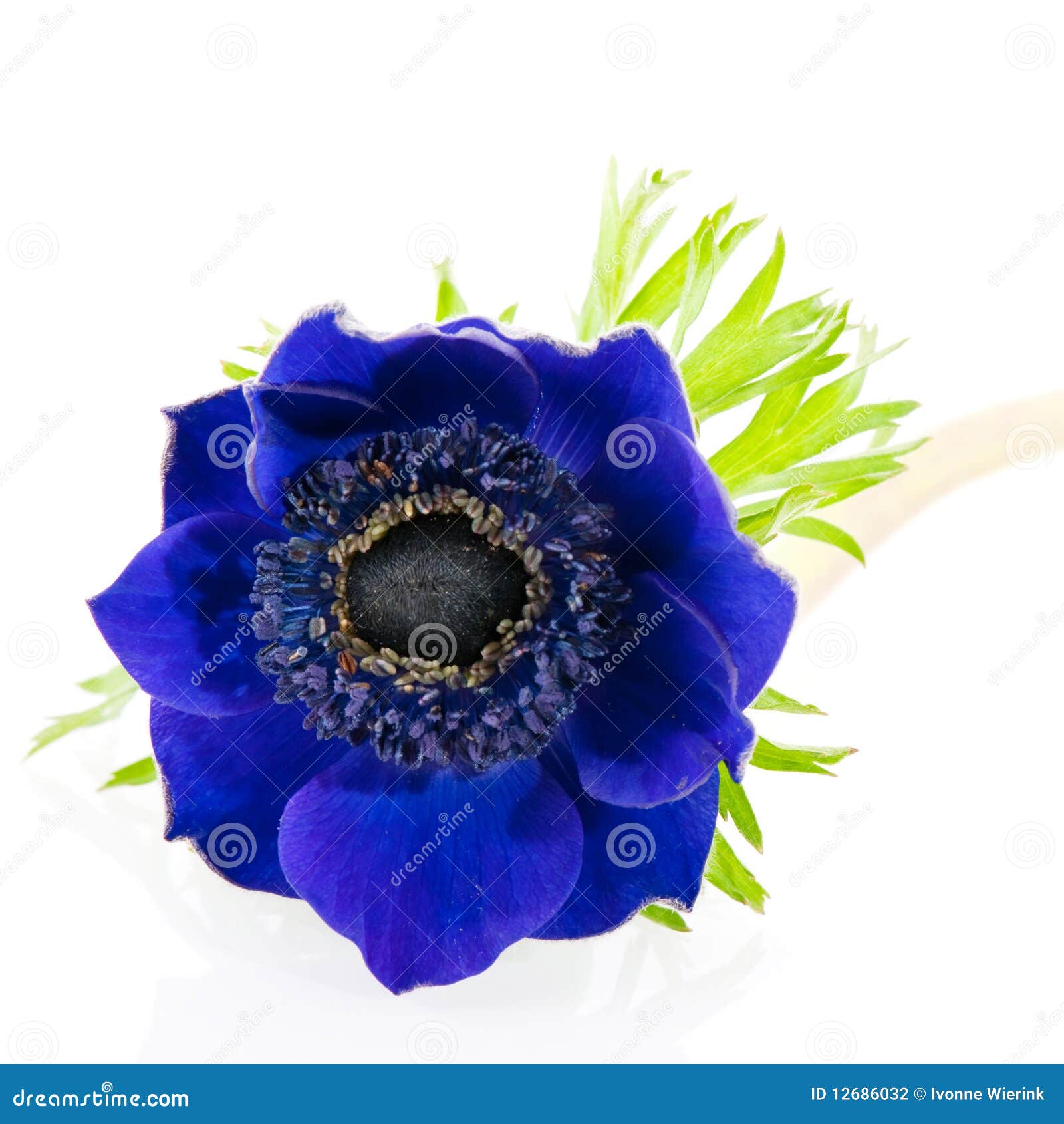 Blue anemone stock photo. Image of isolated, flower, leaves - 12686032