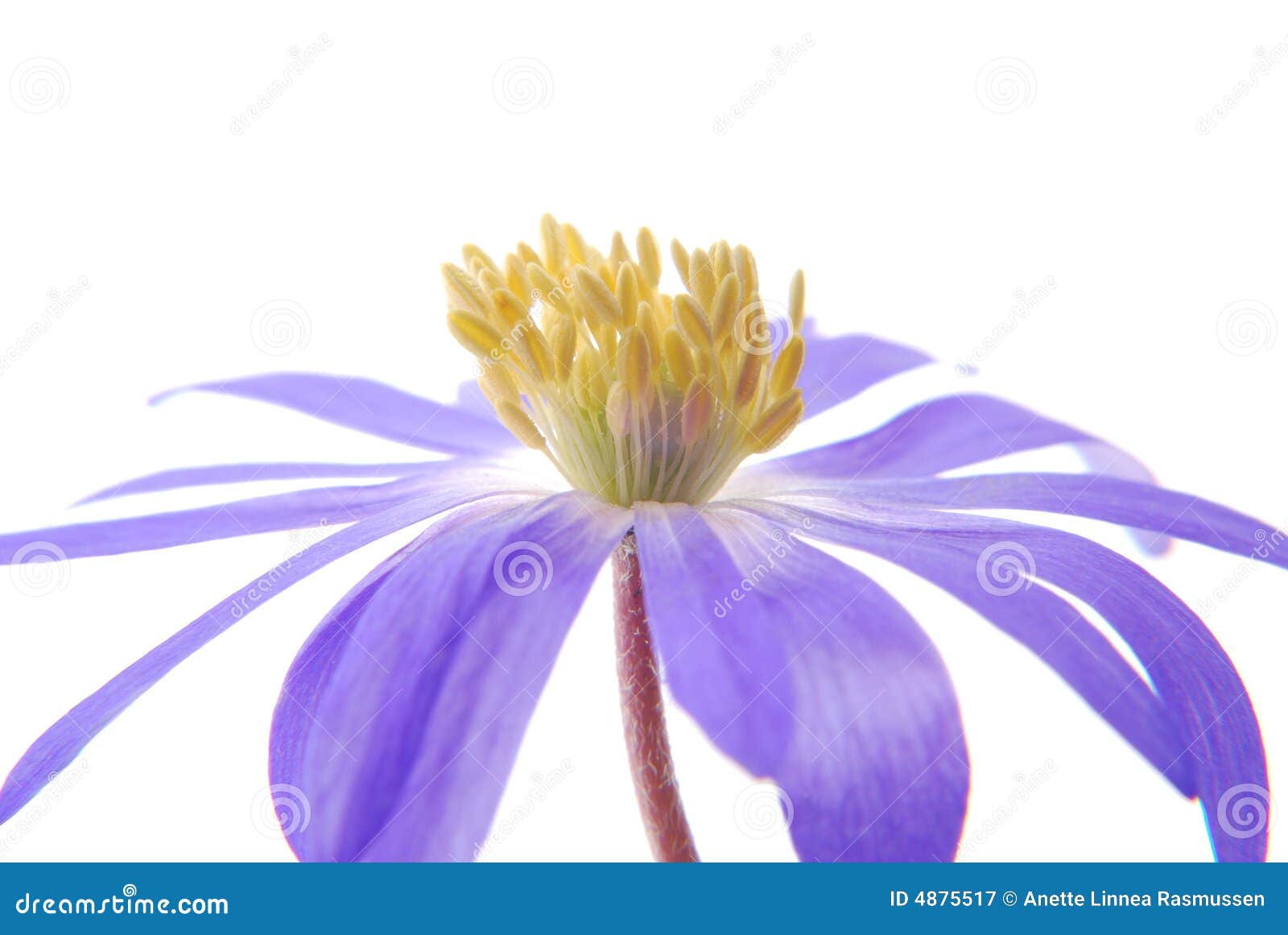 Blue anemone stock image. Image of floral, shade, light - 4875517