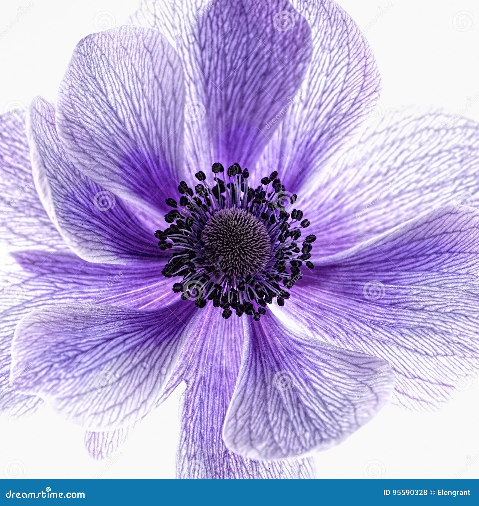 Blue anemone close-up. stock photo. Image of isolated - 95590328