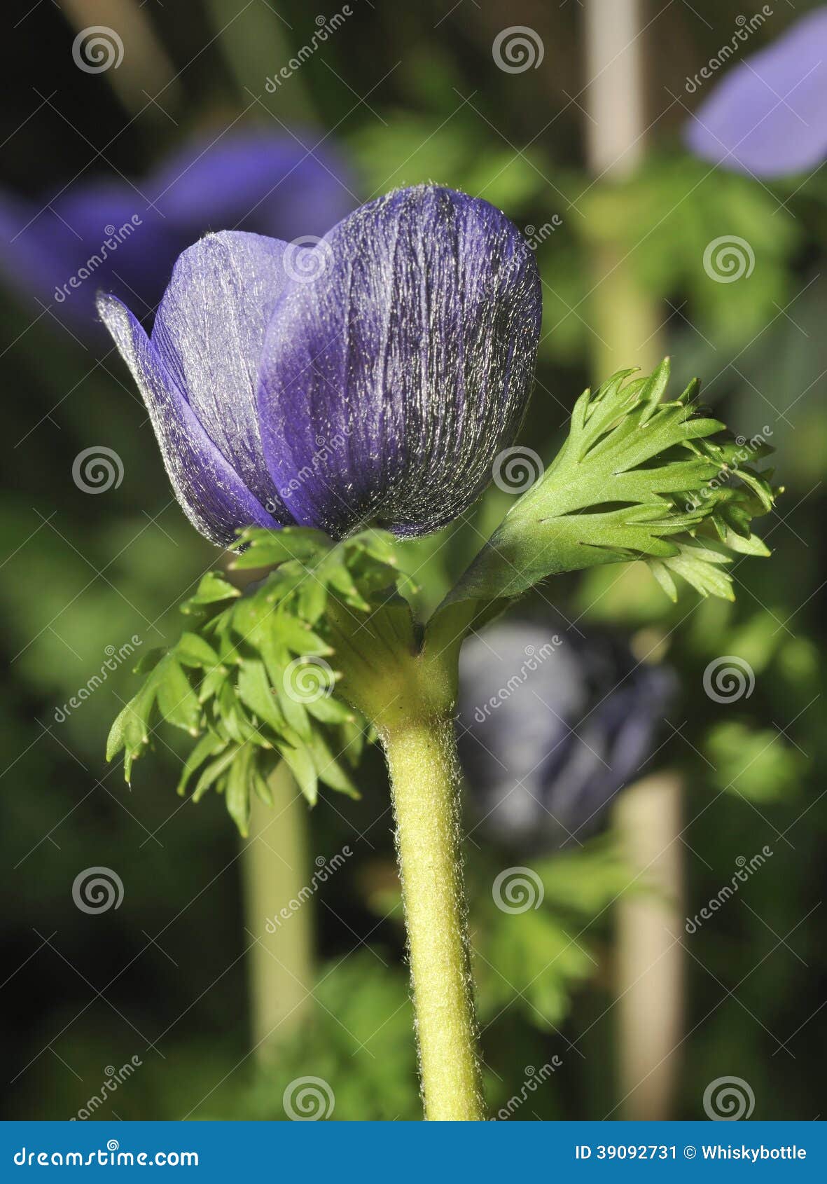 Blue Anemone Flower Bud stock image. Image of round, flower - 39092731