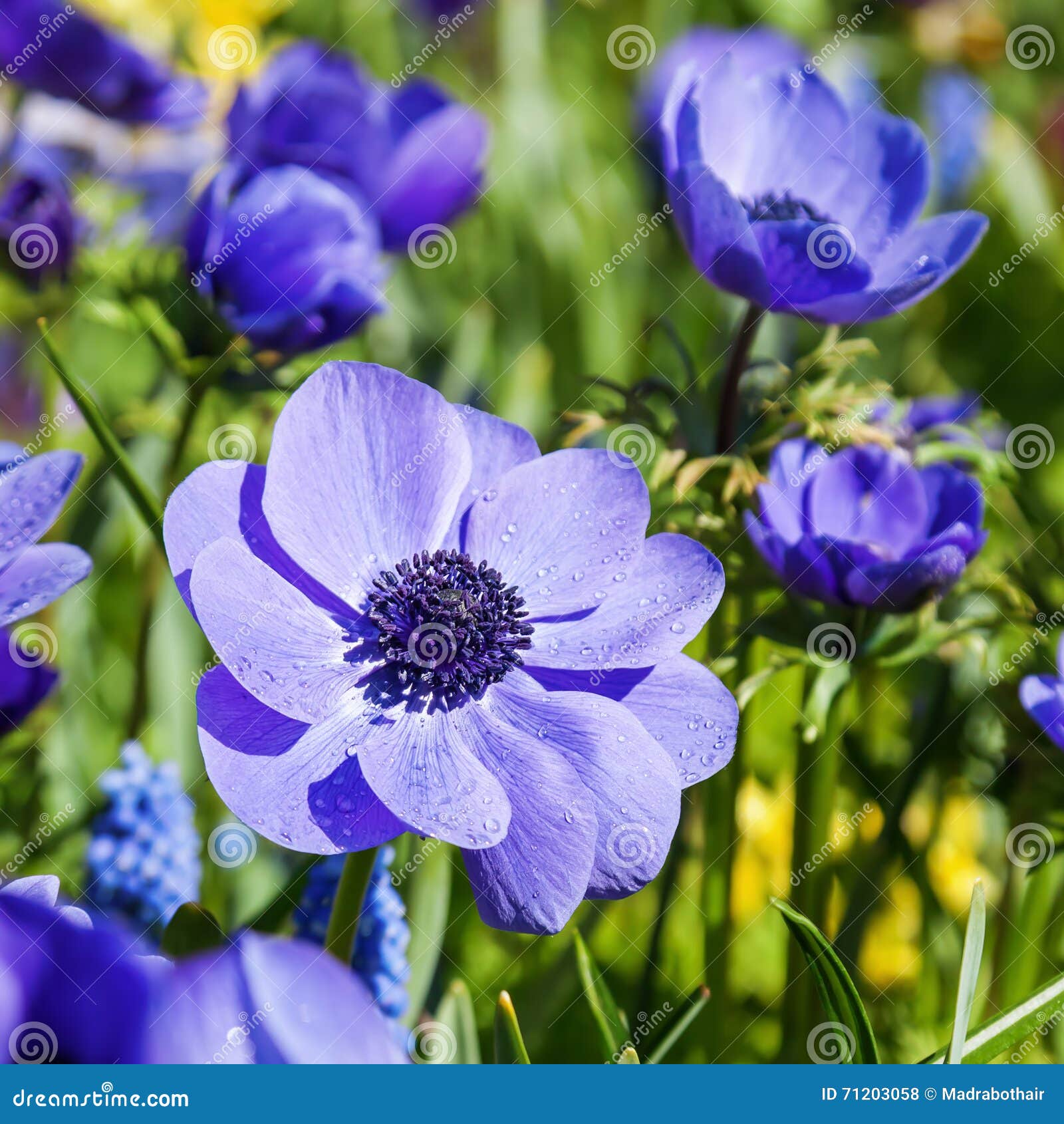 Blue anemone flowers stock photo. Image of flower, flora - 71203058