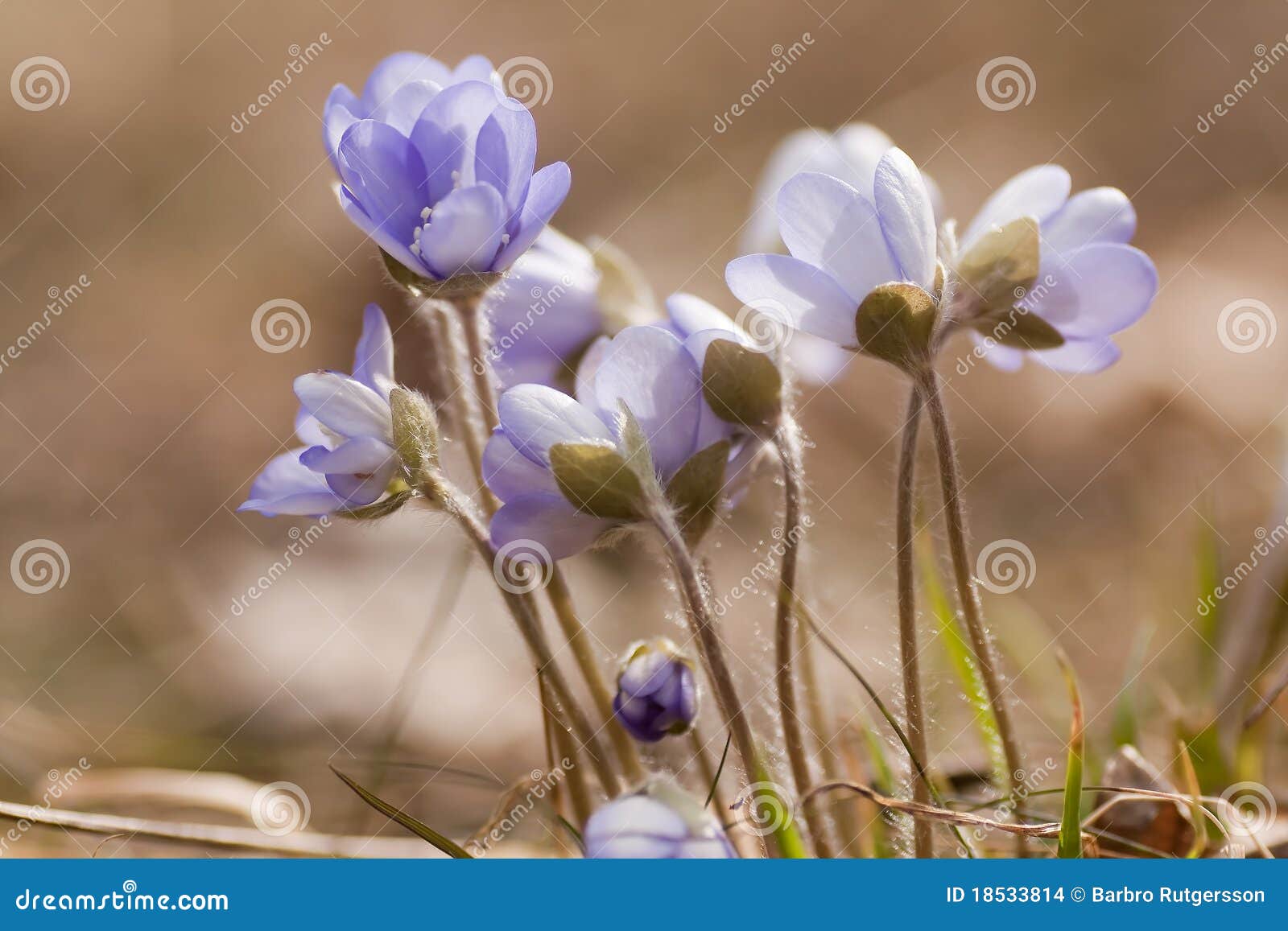 Blue anemones stock photo. Image of hepatica, plant, blue - 18533814