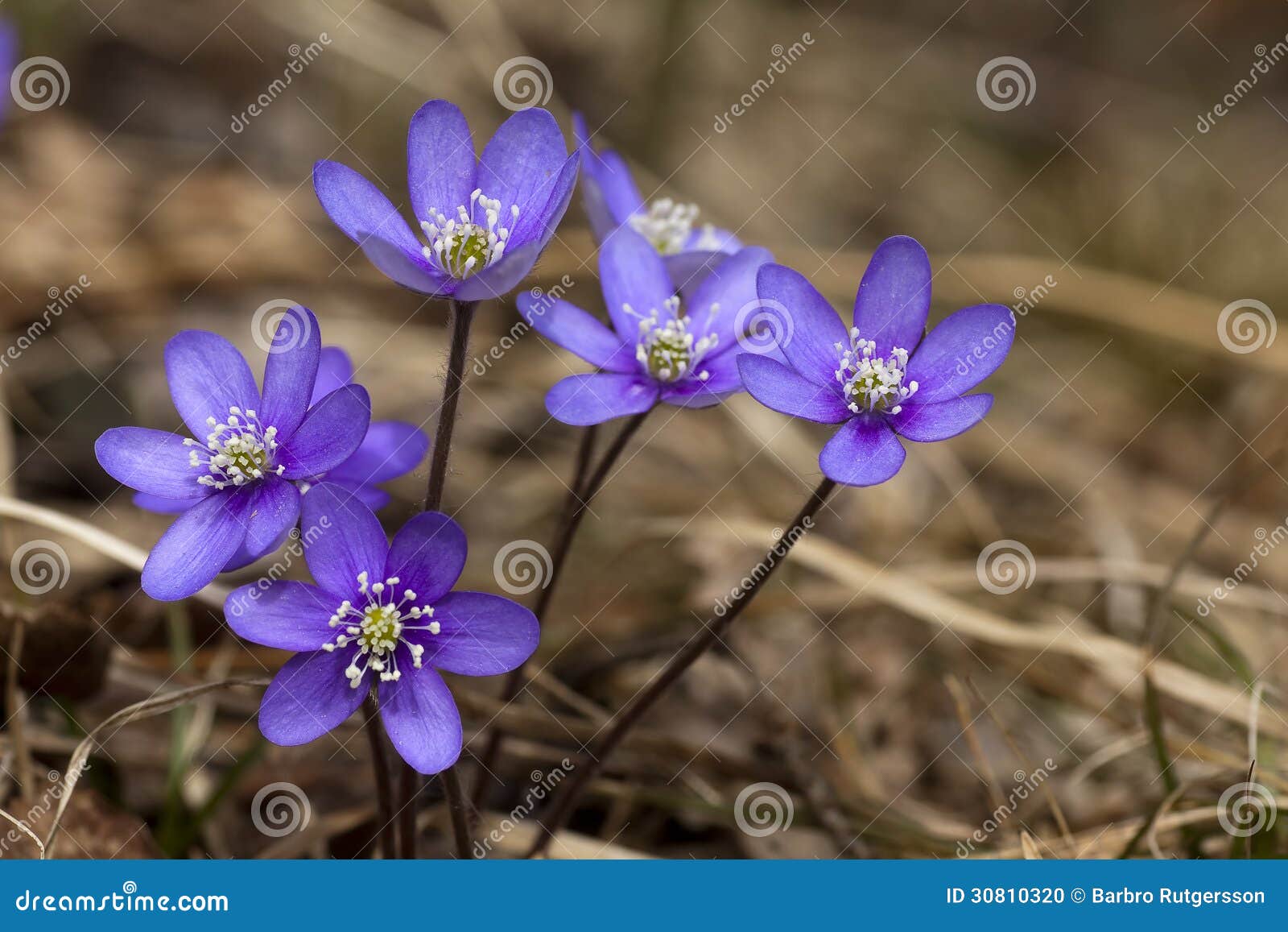Blue anemones stock photo. Image of plants, flower, liverleaves - 30810320