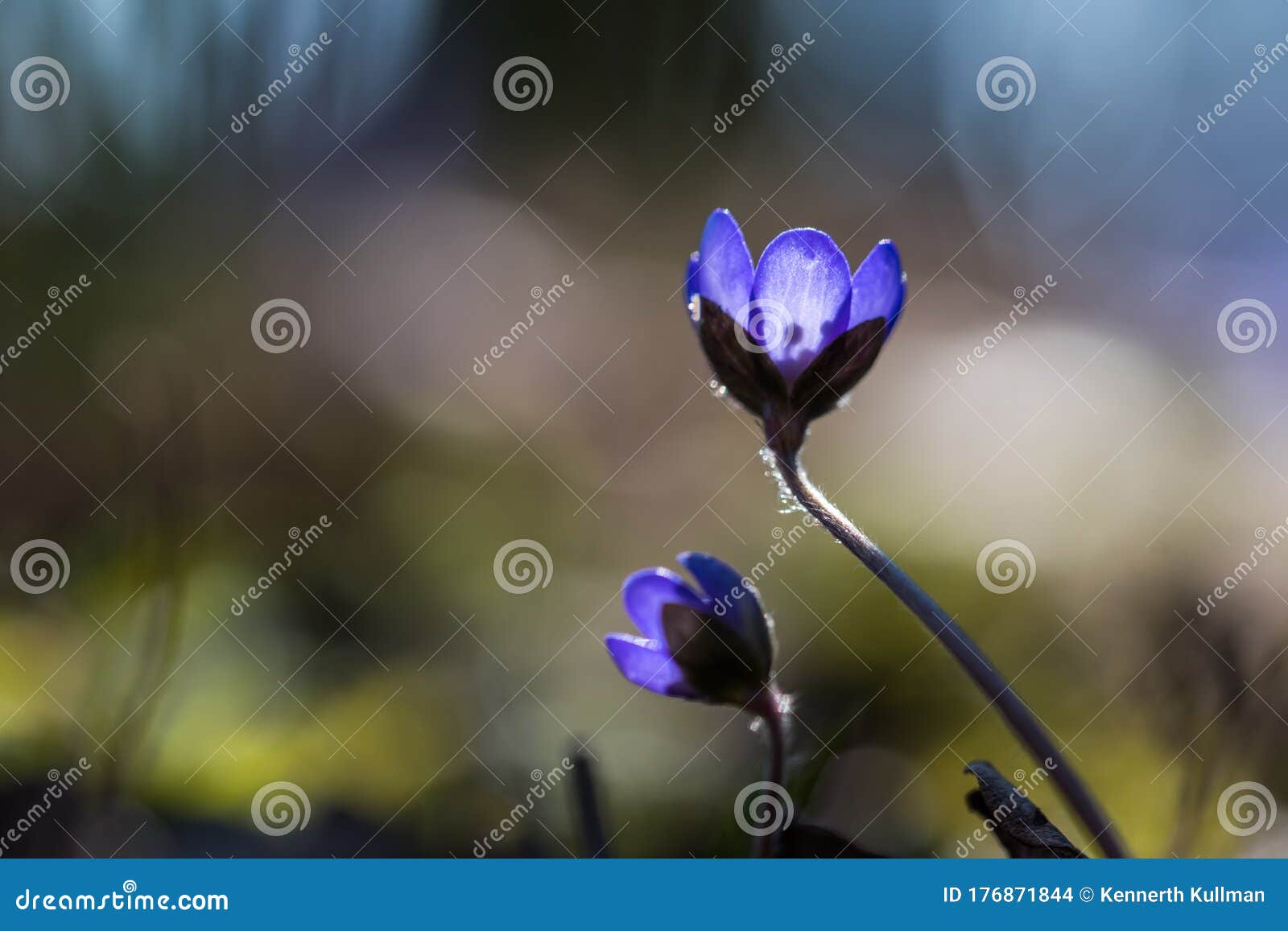 Blue Anemones in backlight stock photo. Image of anemone - 176871844