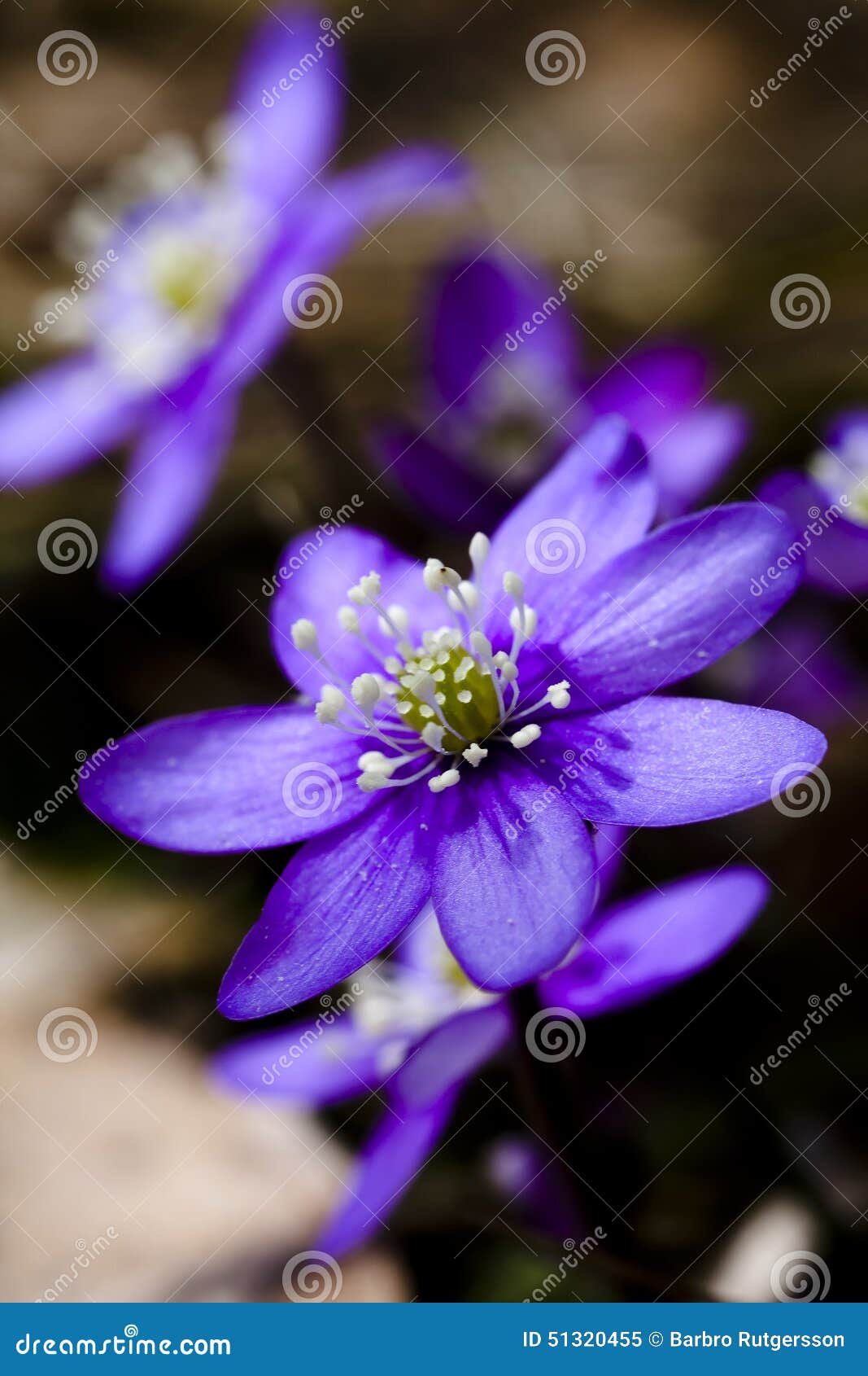 Blue anemones stock image. Image of liverleaves, anemone - 51320455