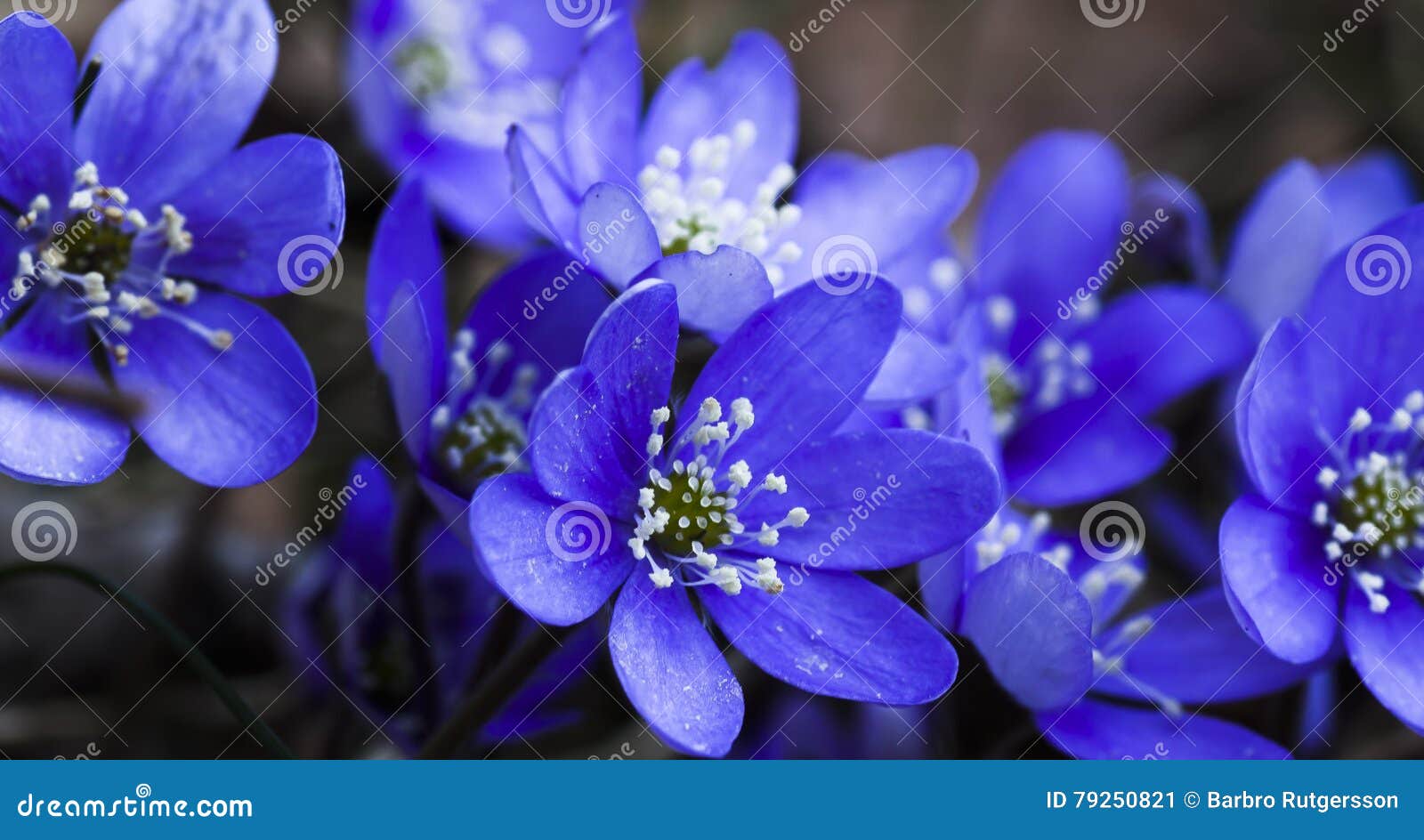 Blue anemones stock image. Image of springflower, anemones - 79250821