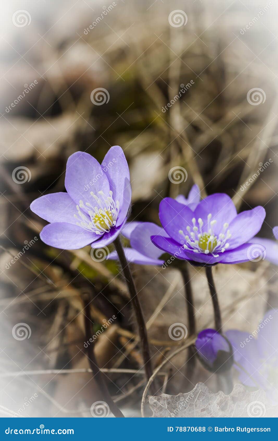 Blue anemones stock photo. Image of anemones, bloom, bloomind - 78870688