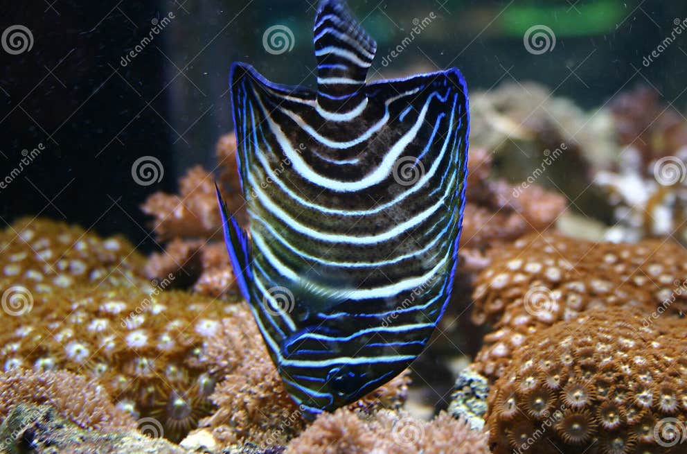 Blue angel fish stock photo. Image of tank, ocean, nemo - 2196262