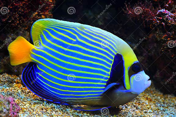 Blue Angelfish stock image. Image of natrual, exotic - 17822563