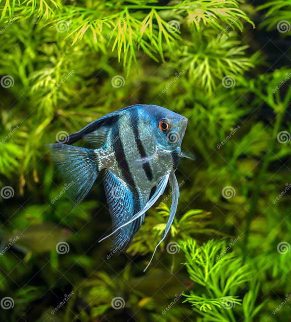 Blue Angelfish stock photo. Image of freshwater, south - 28382222